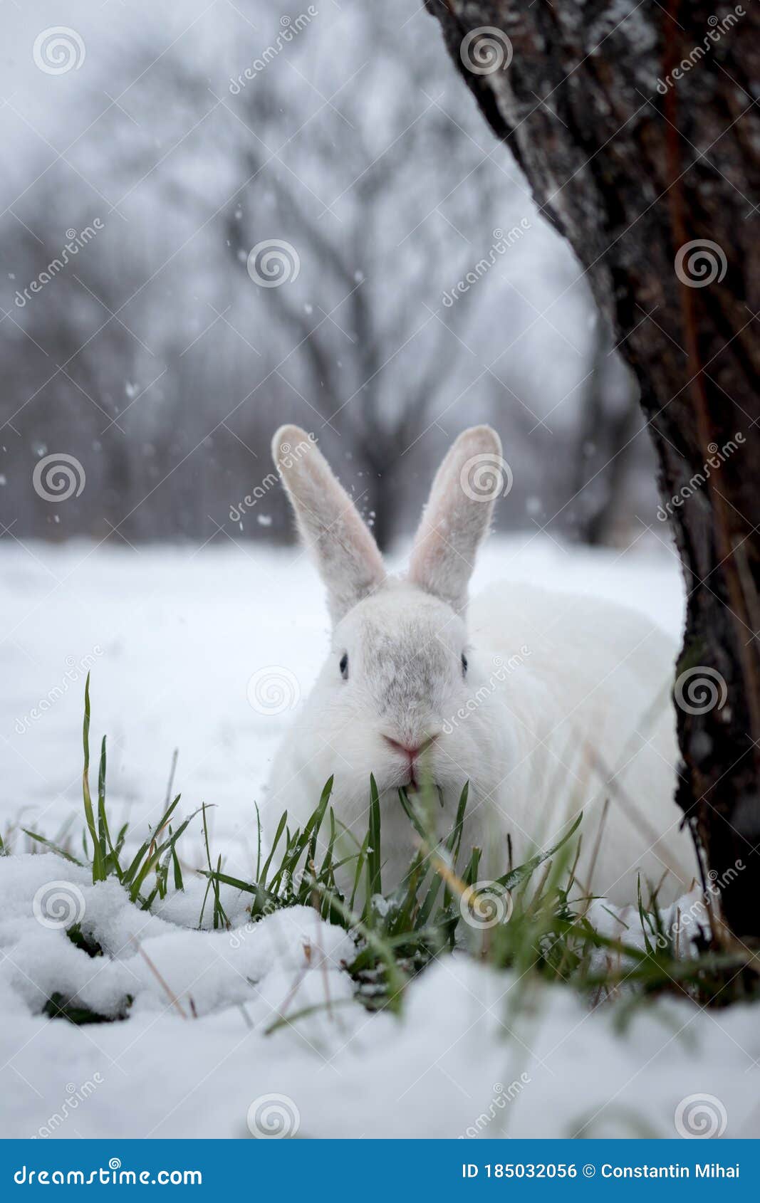 White rabbit in the snow stock photo. Image of adaptation - 185032056