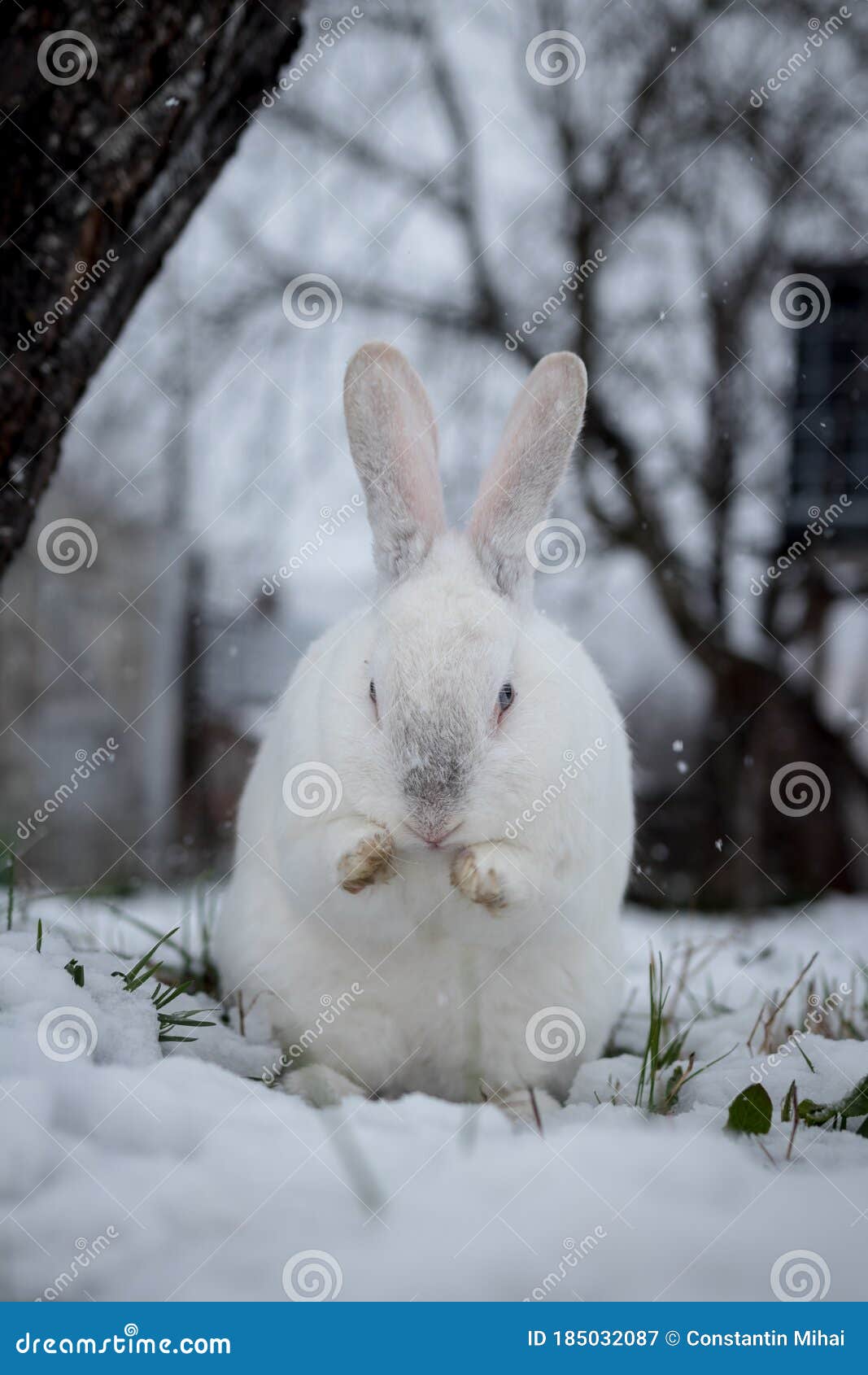 White rabbit in the snow stock image. Image of camouflage - 185032087
