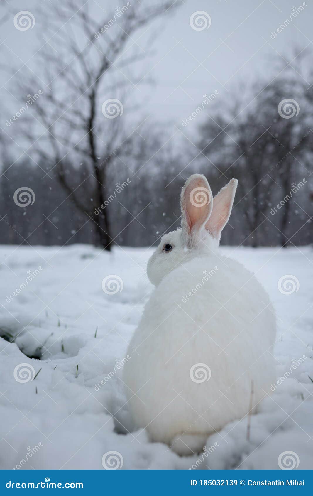 White rabbit in the snow stock image. Image of seasonal - 185032139