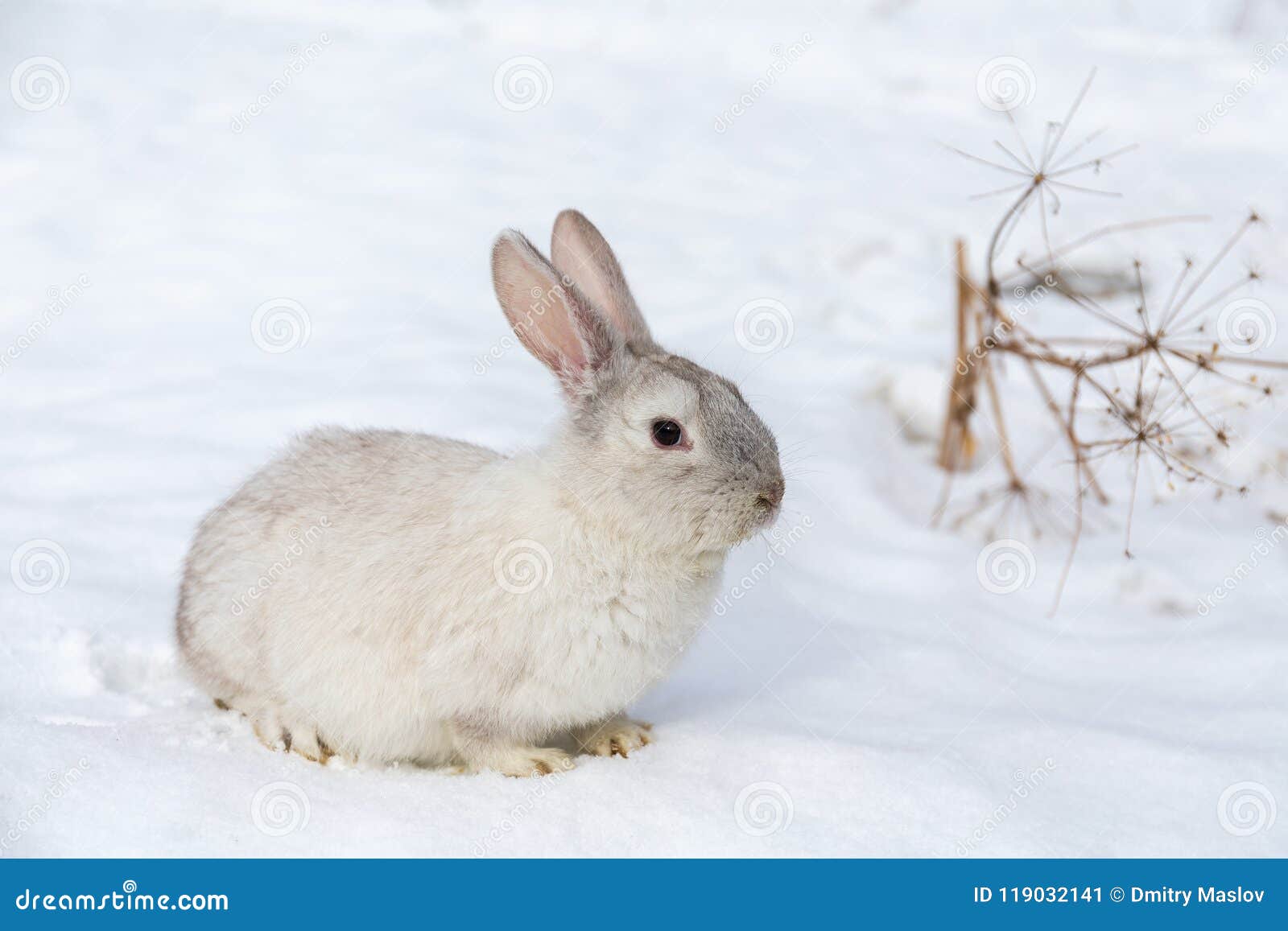 White rabbit on the snow stock image. Image of easter - 119032141