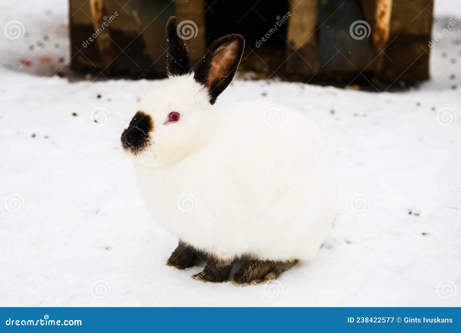 White rabbit in the snow stock image. Image of wintertime - 238422577