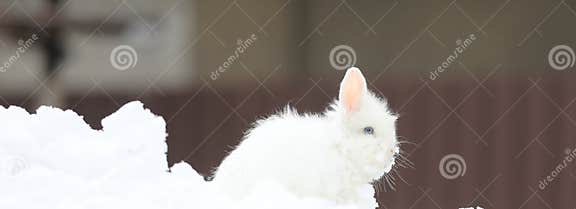 White rabbit in snow stock image. Image of fresh, cute - 333824787