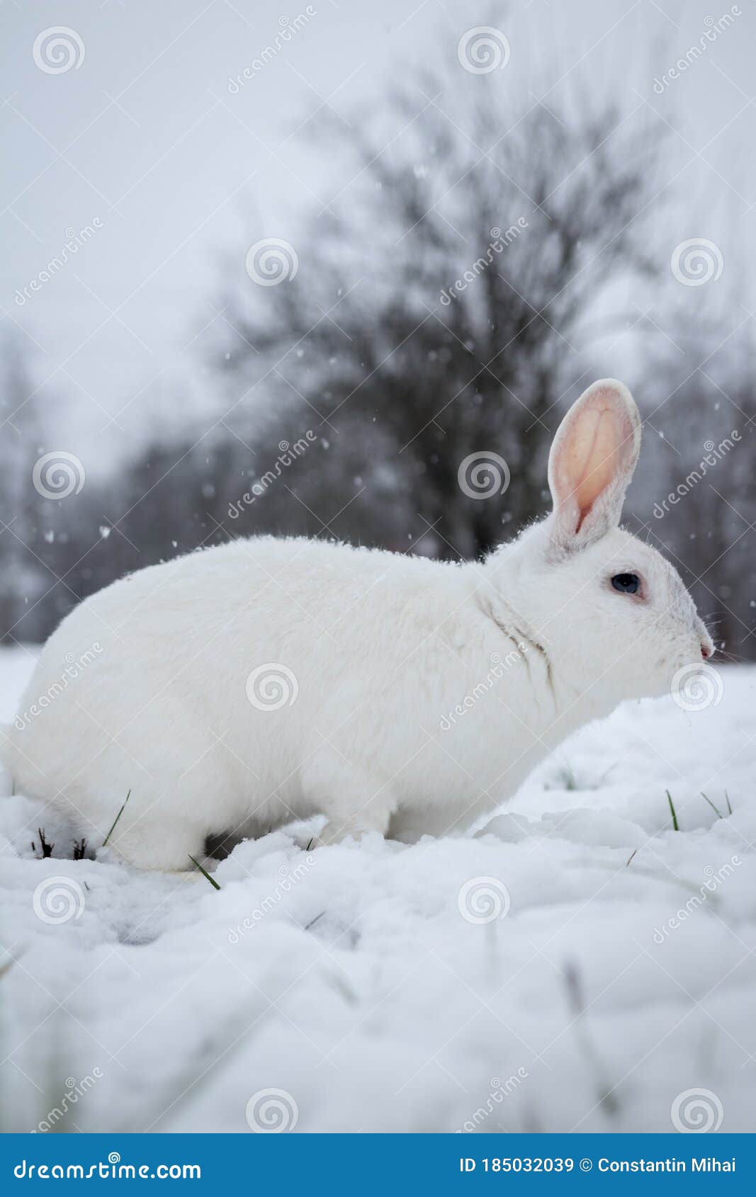 White rabbit in the snow stock image. Image of seasonal - 185032039