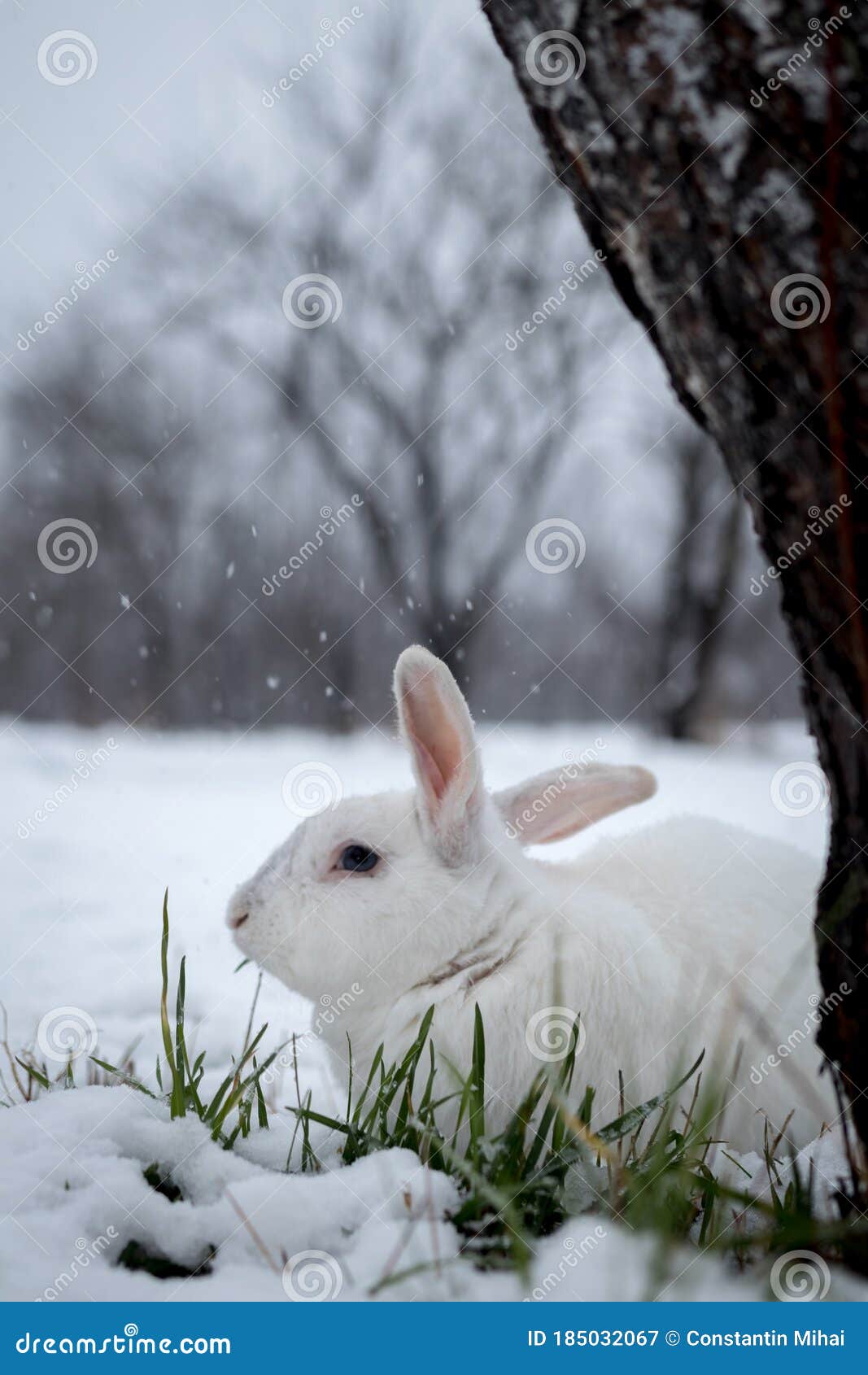 White rabbit in the snow stock image. Image of adorable - 185032067