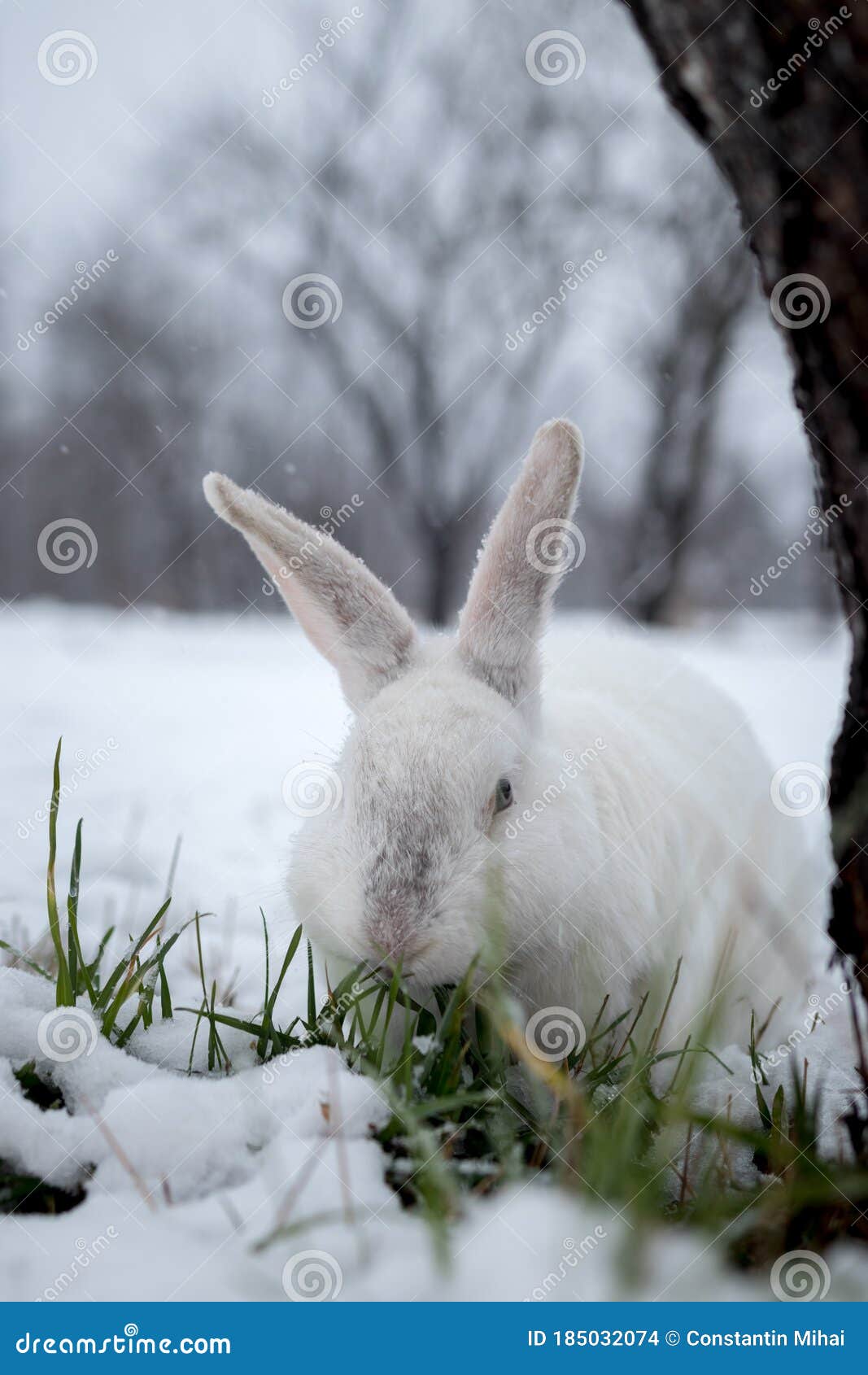 White rabbit in the snow stock photo. Image of domestic - 185032074