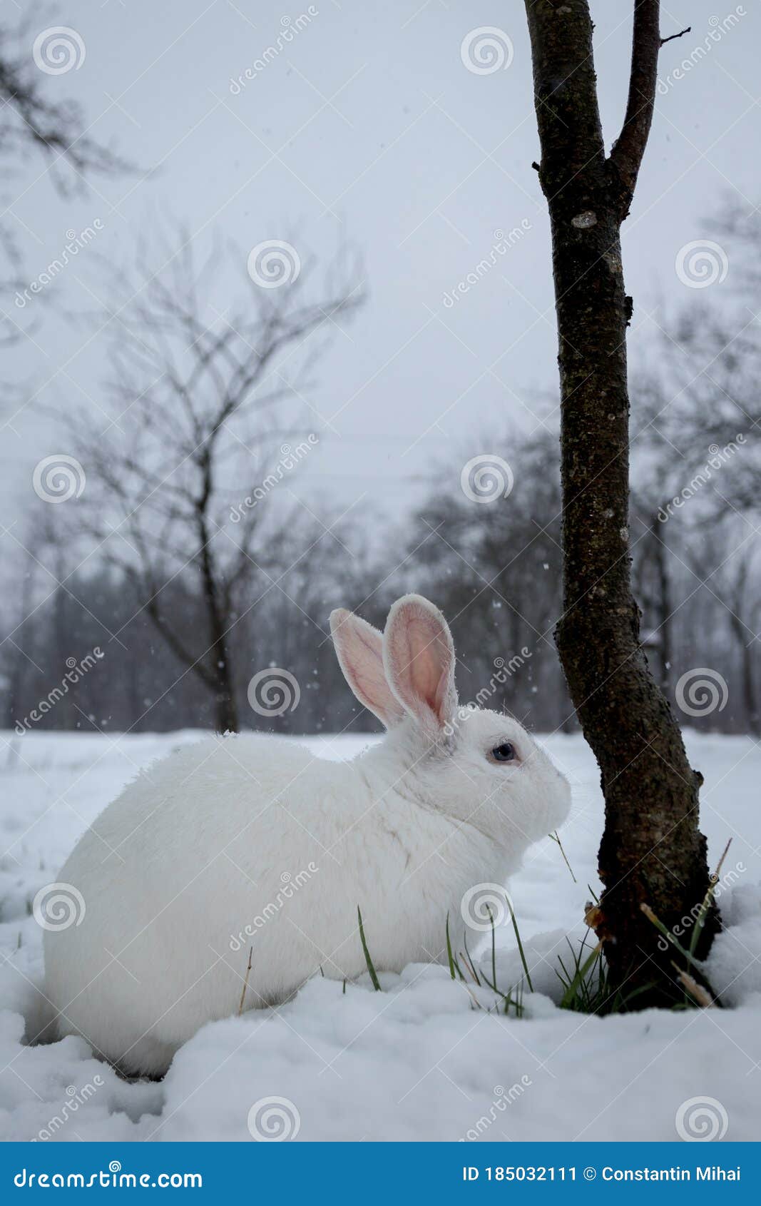 White rabbit in the snow stock image. Image of nature - 185032111