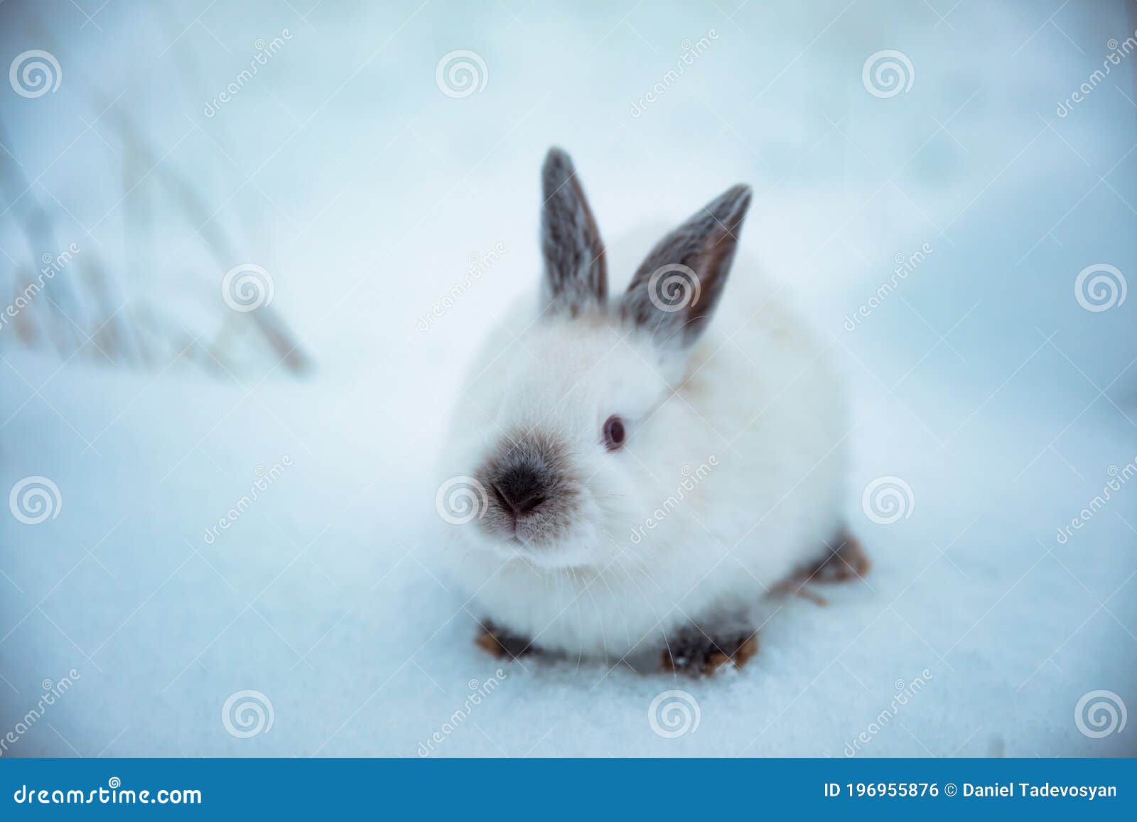 White rabbit on snow stock photo. Image of lepus, wild - 196955876