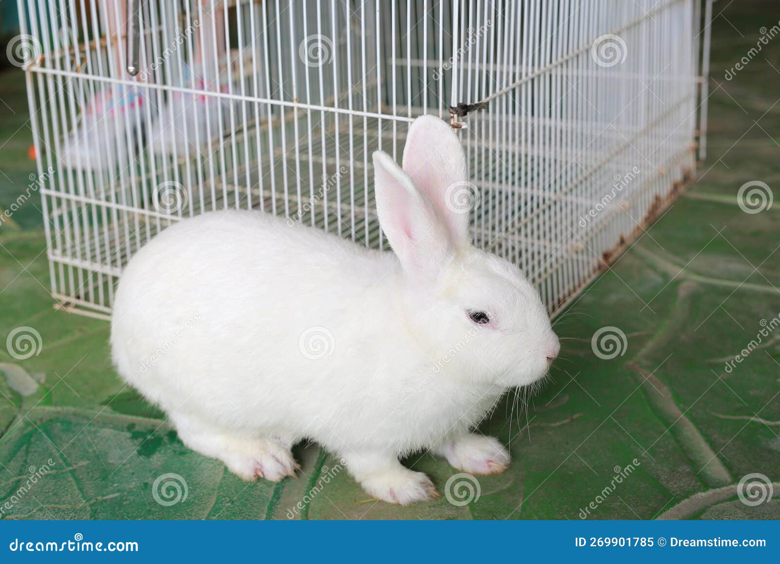 White Rabbit Standing in Front of Cage in the Zoo Thailand Stock Image ...