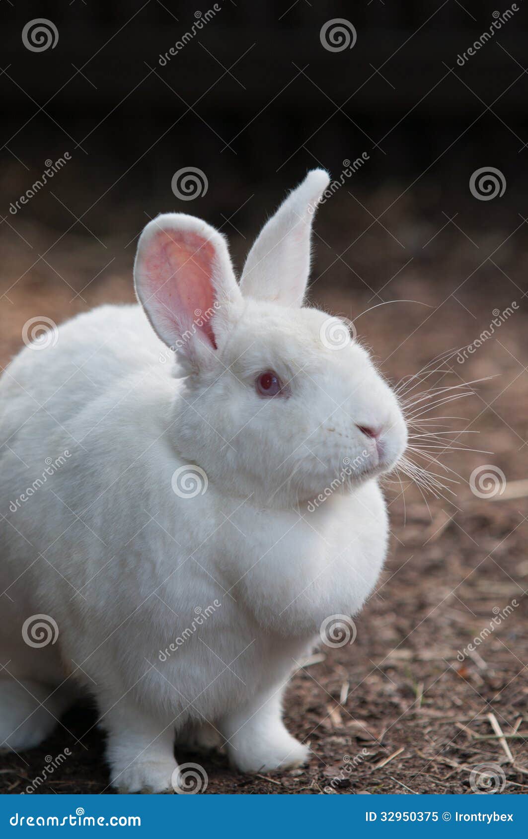 White Rabbit stock image. Image of cute, ears, furry - 32950375