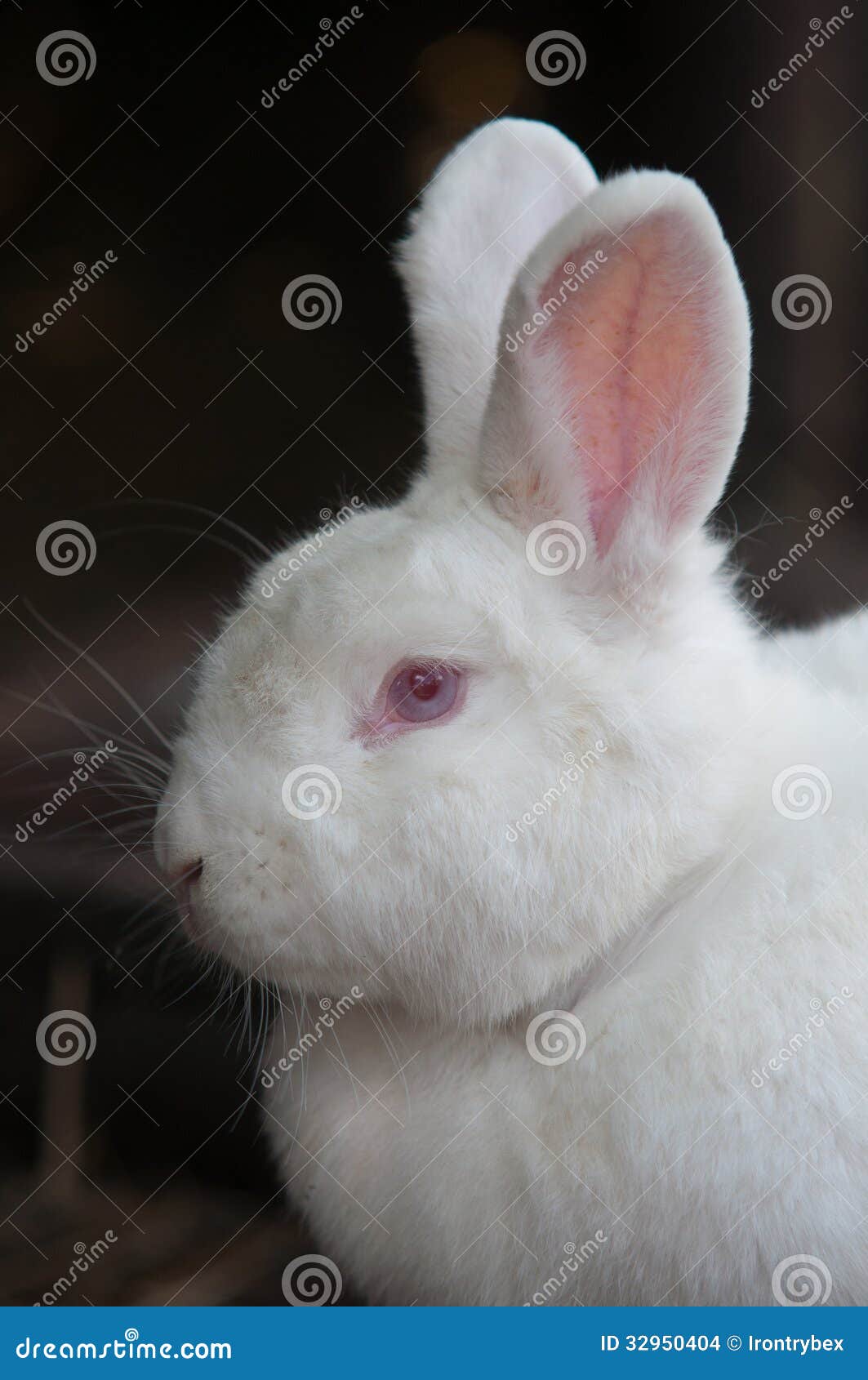 White Rabbit stock photo. Image of animal, hair, feet - 32950404