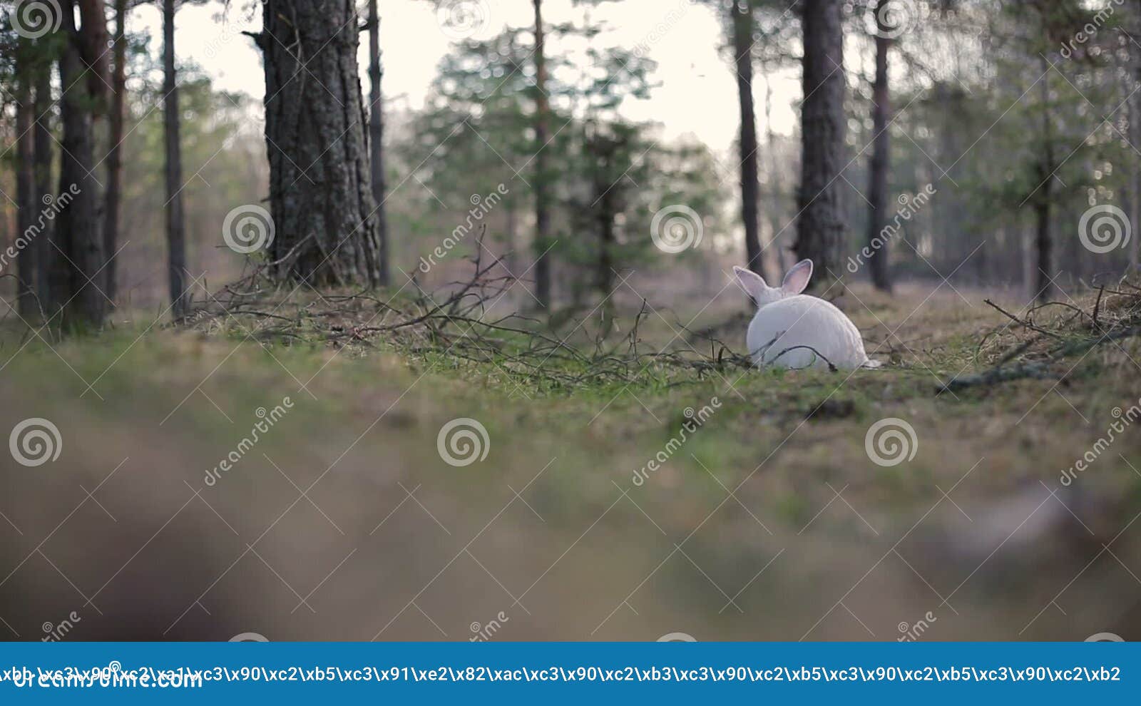 White Rabbit in a Summer Forest Stock Video - Video of natural ...