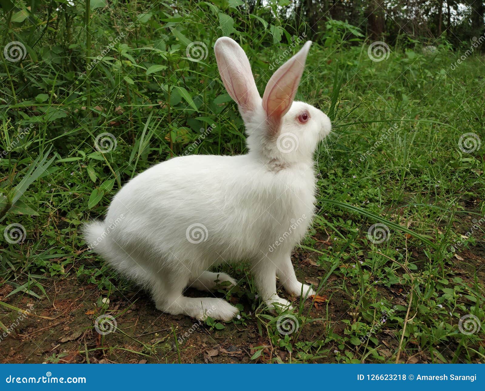 Rabbit stock photo. Image of taking, rest, white, rabbit - 126623218