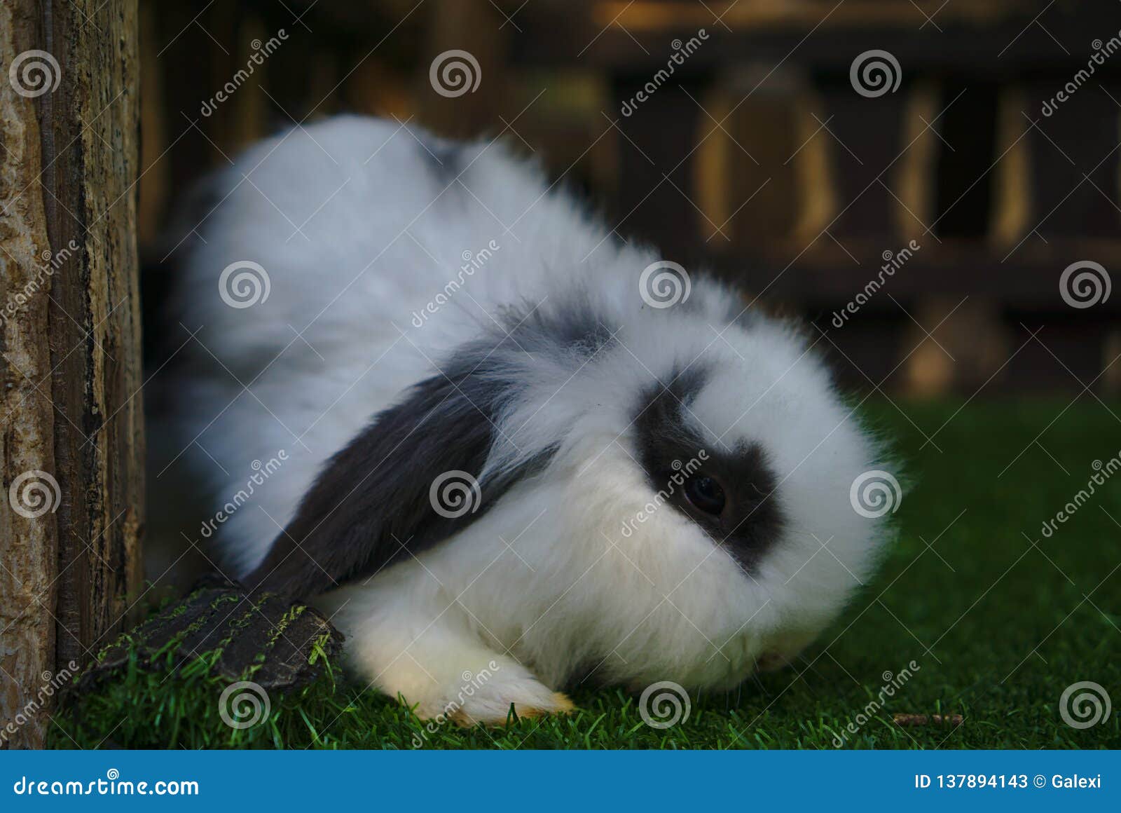 White Rabbit with Thick Fur on Green Grass Stock Image - Image of tame ...