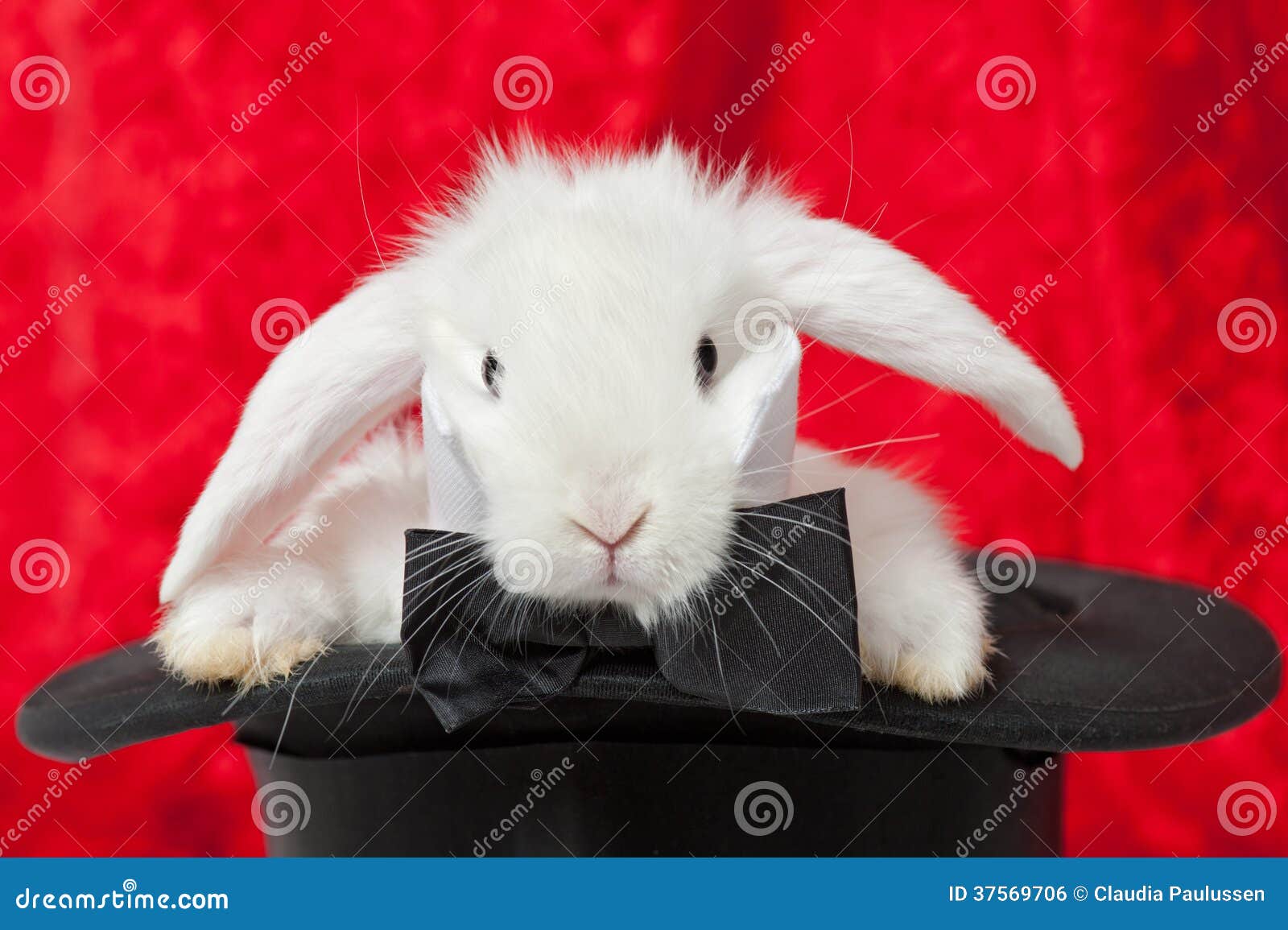 White rabbit in a top hat stock photo. Image of rabbit - 37569706