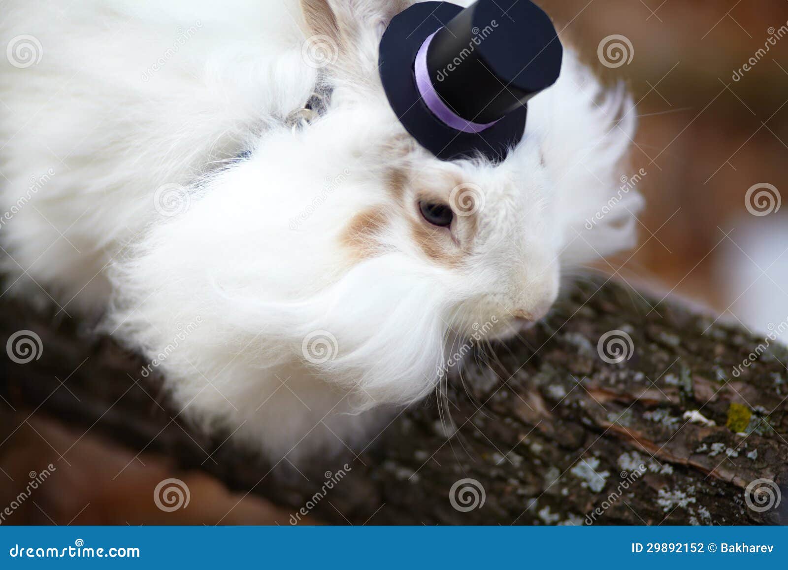 Rabbit in a hat on wood stock photo. Image of tame, grey - 29892152