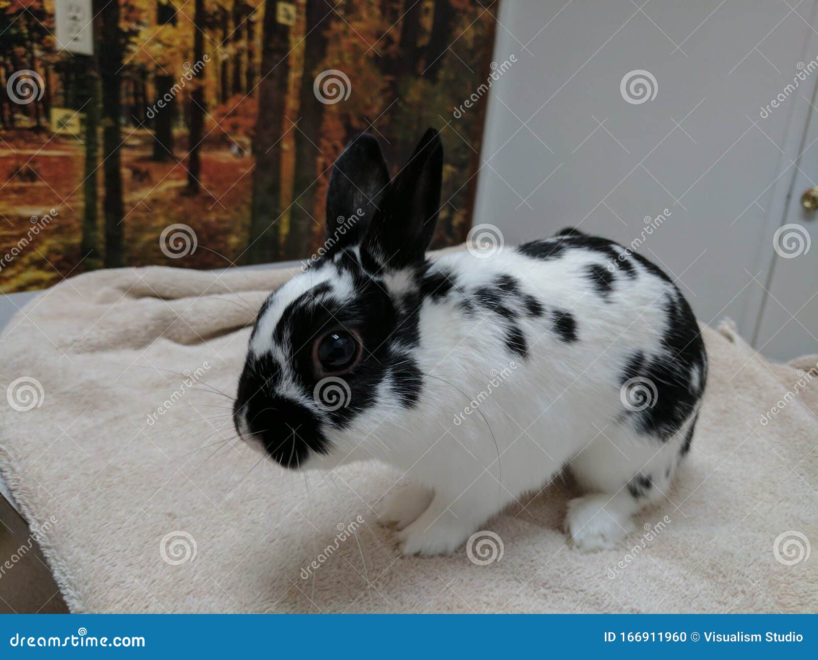 Dork Dwarf White Bunny