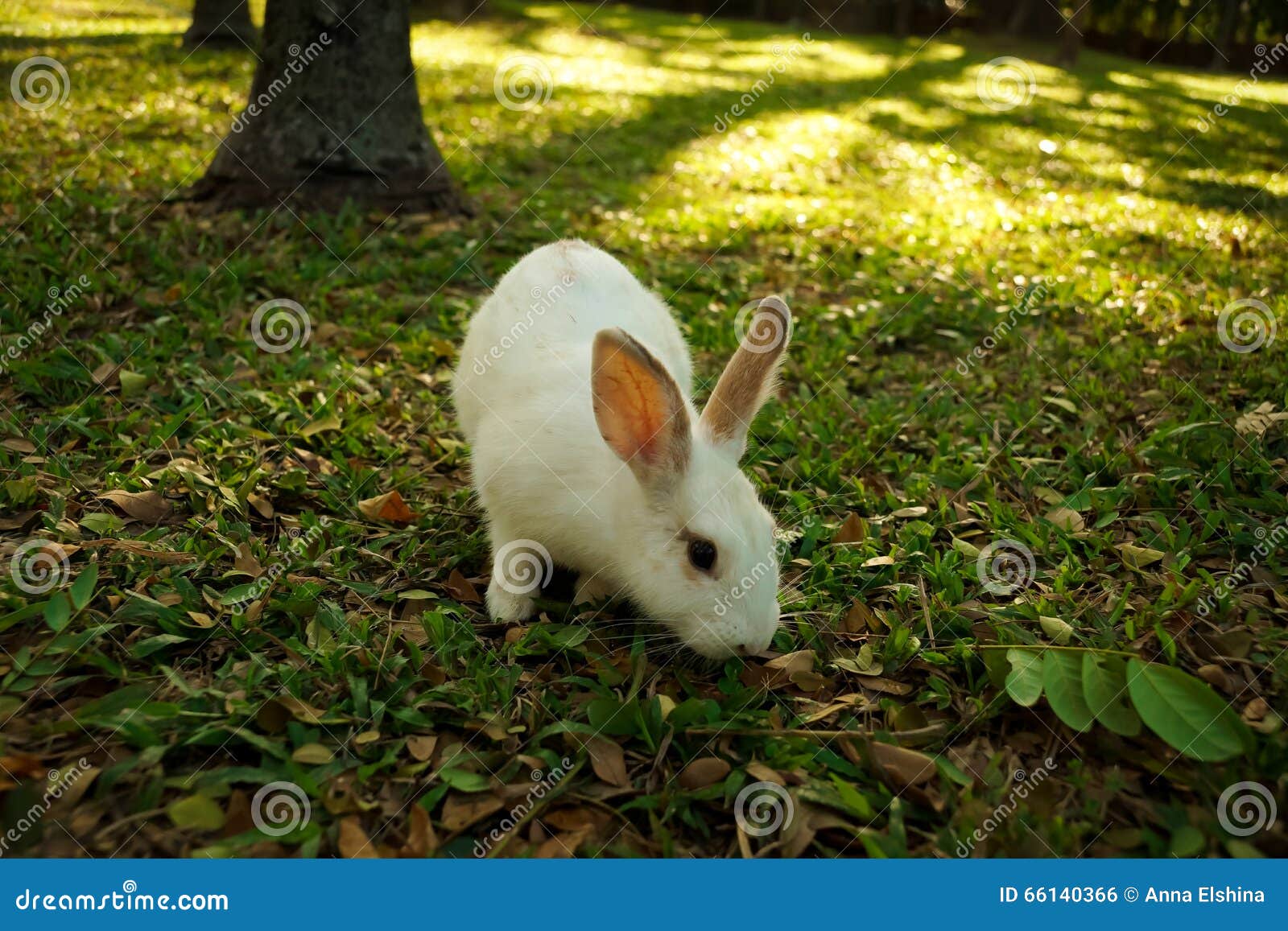 Brown Wild Rabbit In Forest In Summer Stock Image | CartoonDealer.com ...