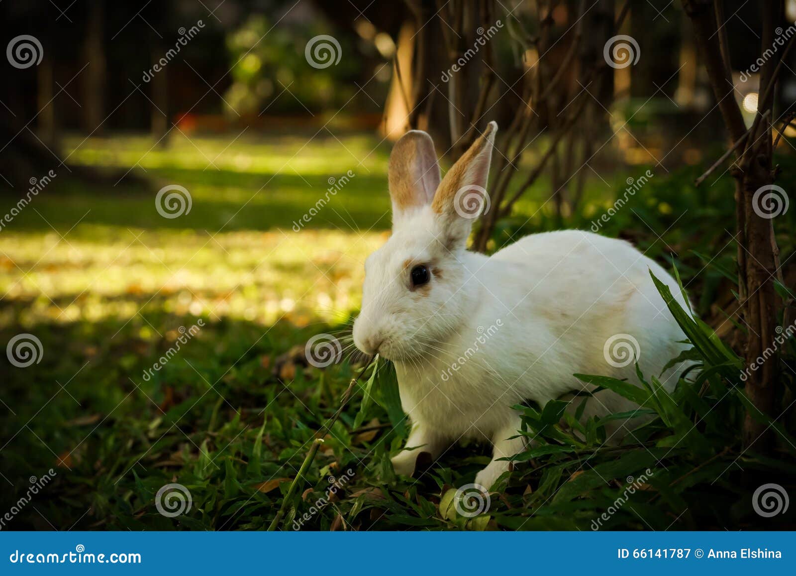 White Rabbit is Walking in the Forest Stock Image - Image of creature ...
