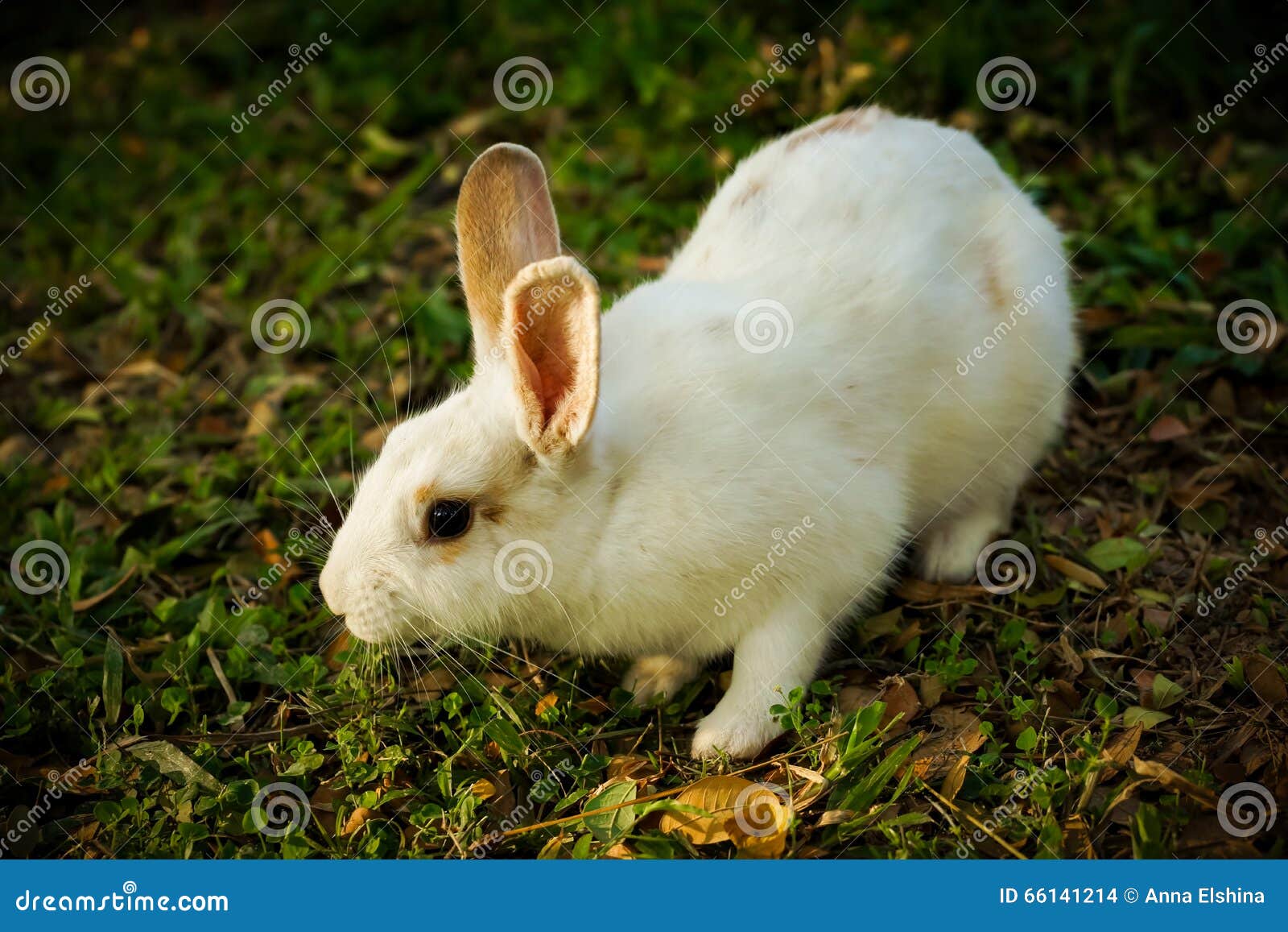 White Rabbit is Walking on the Glade Stock Photo - Image of cute ...