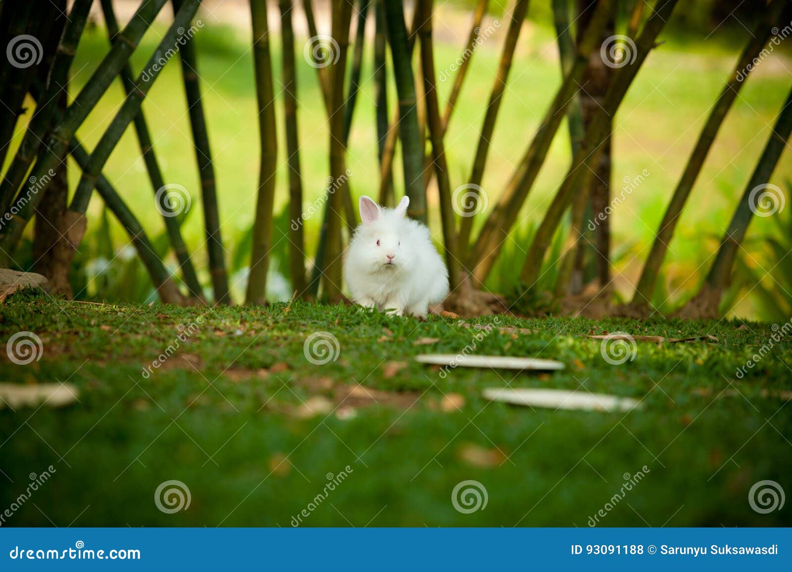 White rabbit stock photo. Image of bunny, farm, domestic - 93091188