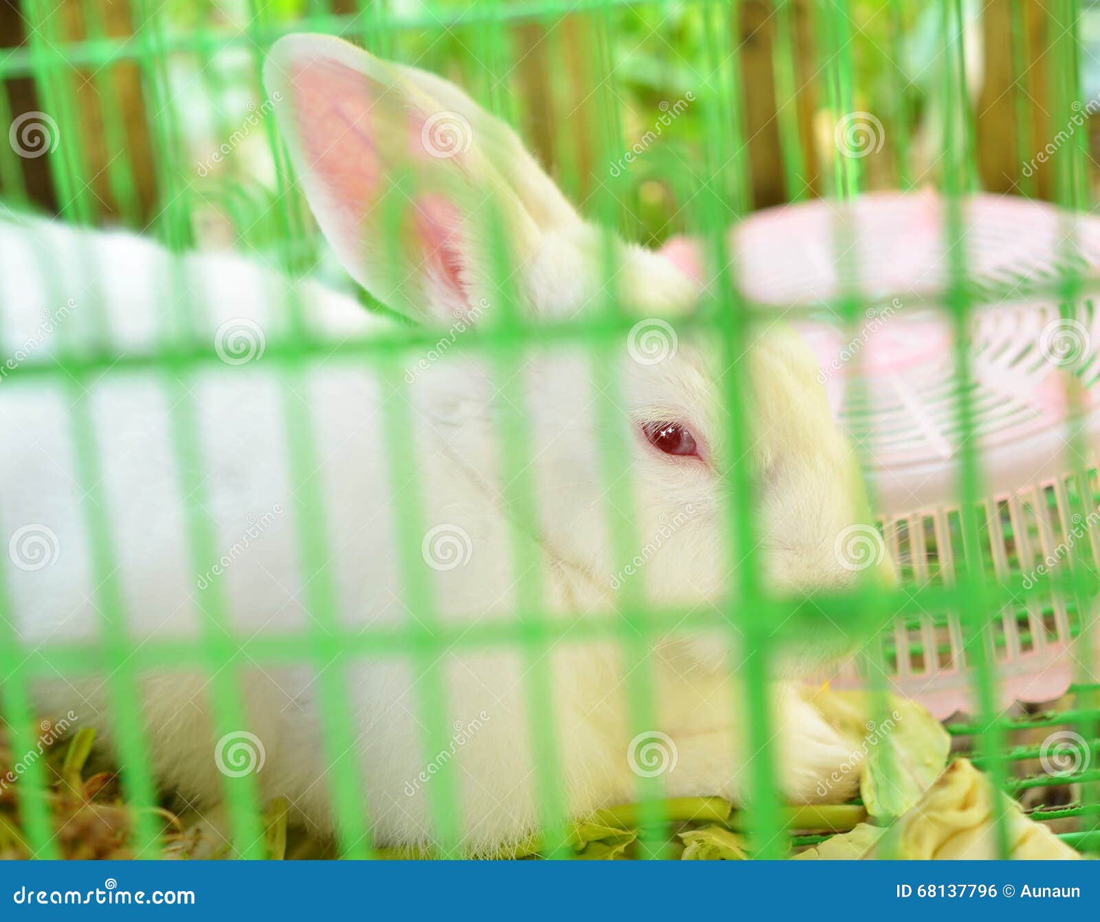 White Rabbit stock photo. Image of season, adorable, bunny - 68137796