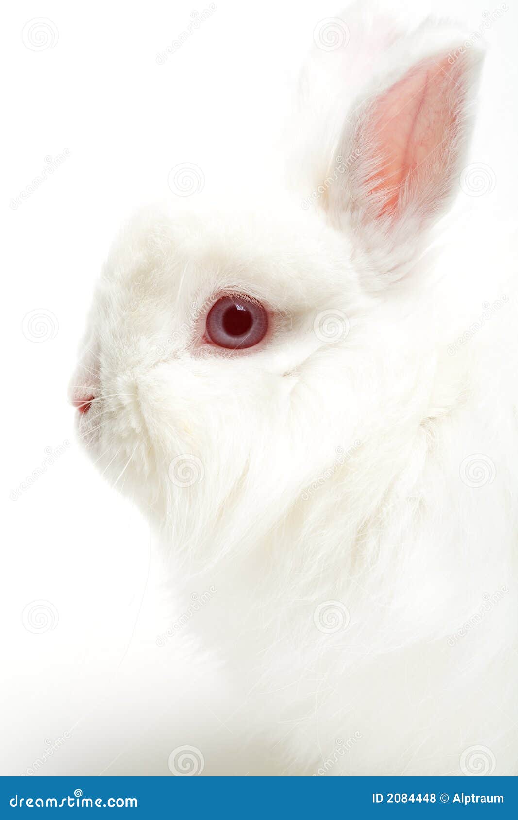White rabbit on white stock photo. Image of easter, high - 2084448