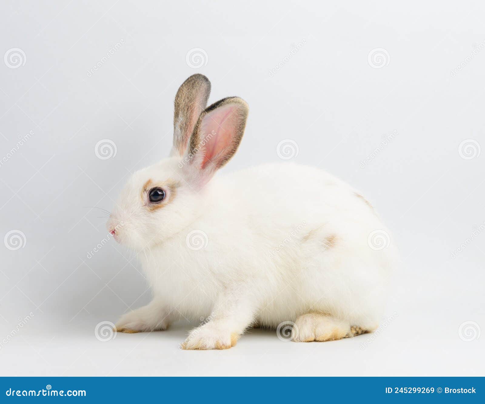 White Rabbit on White Background Stock Image - Image of farm, friendly ...