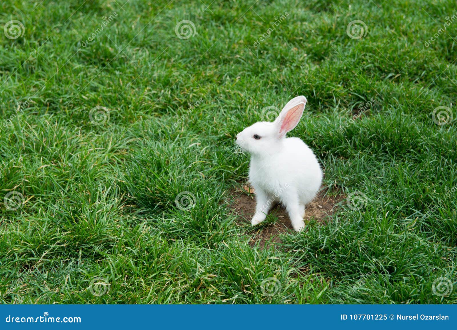 White Rabbit stock image. Image of grass, clothes, greens - 107701225