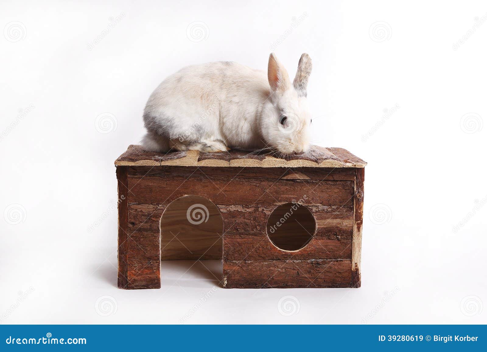 White Rabbit with Wooden House Stock Image - Image of bunnies, mammal ...