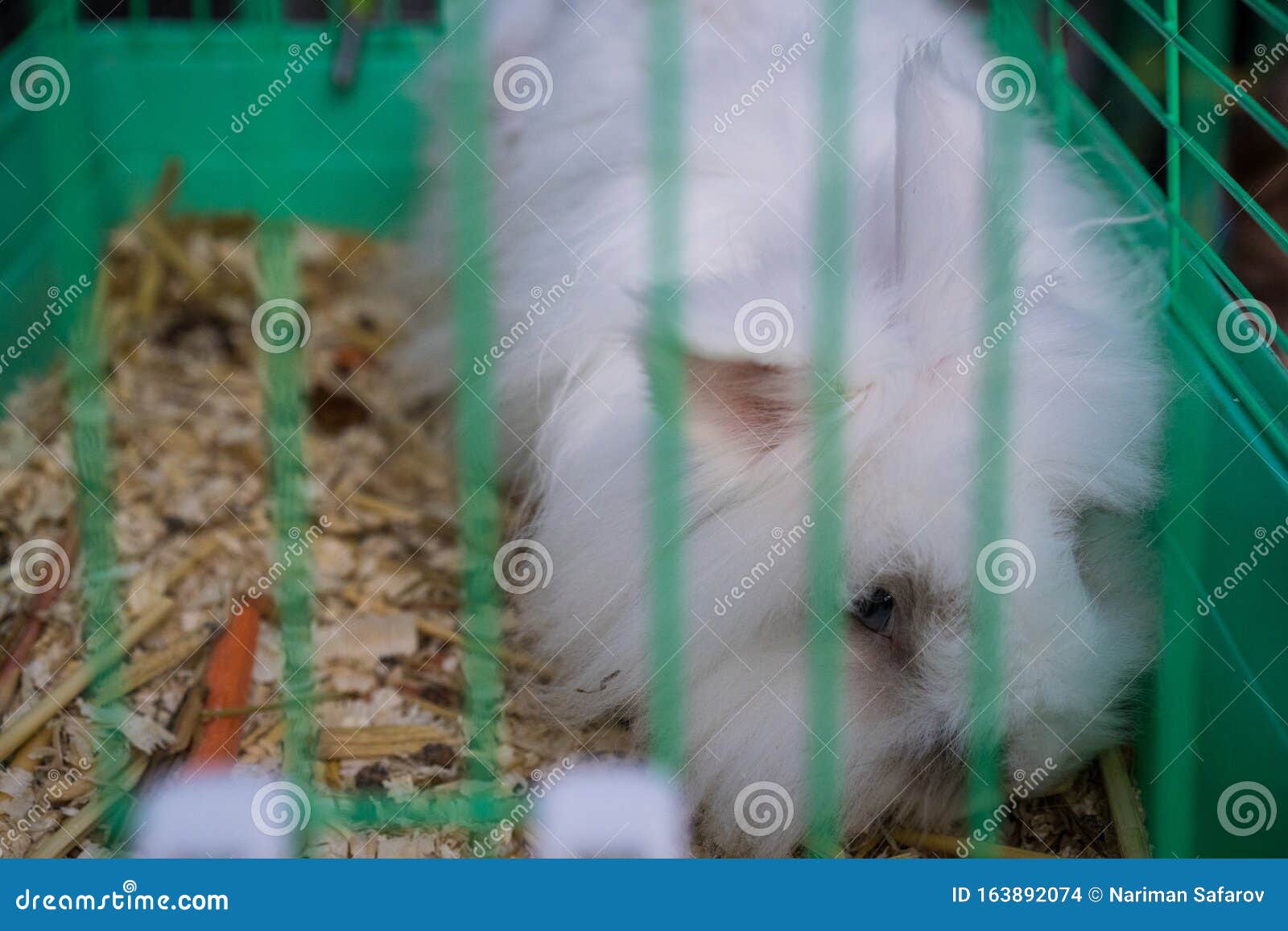 White rabbit in a zoo cage stock photo. Image of farming - 163892074