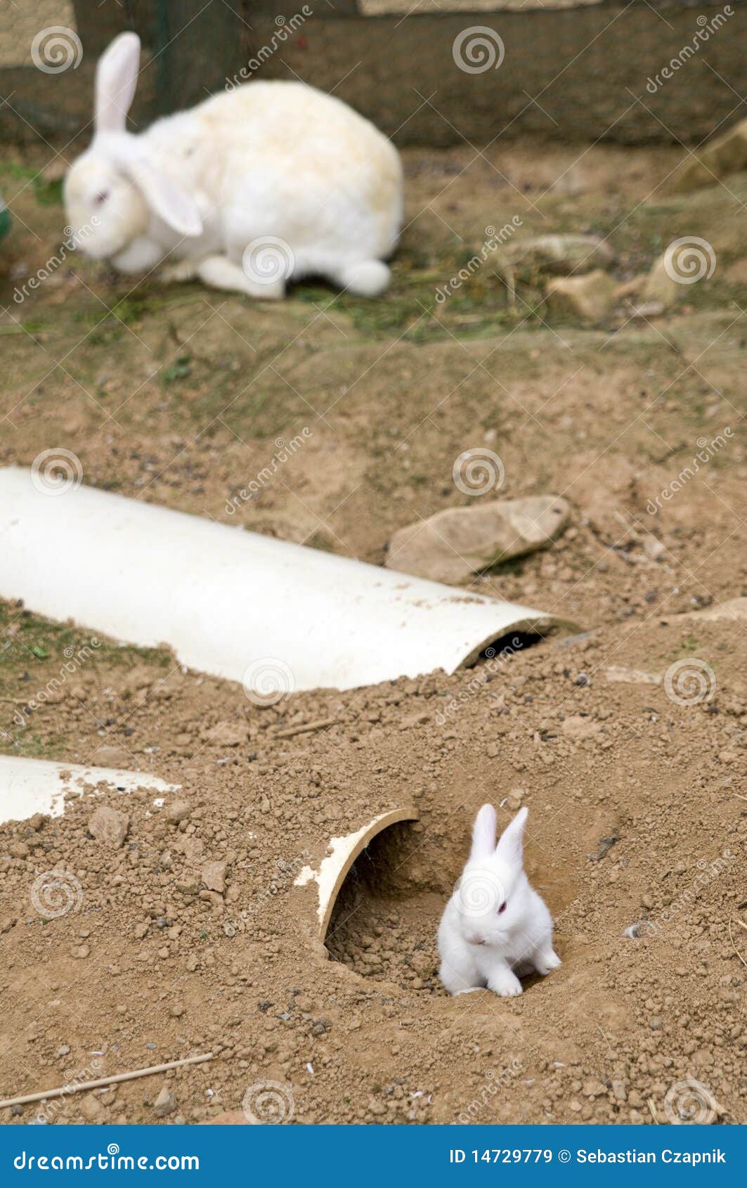 White rabbits stock image. Image of earth, leporidae - 14729779
