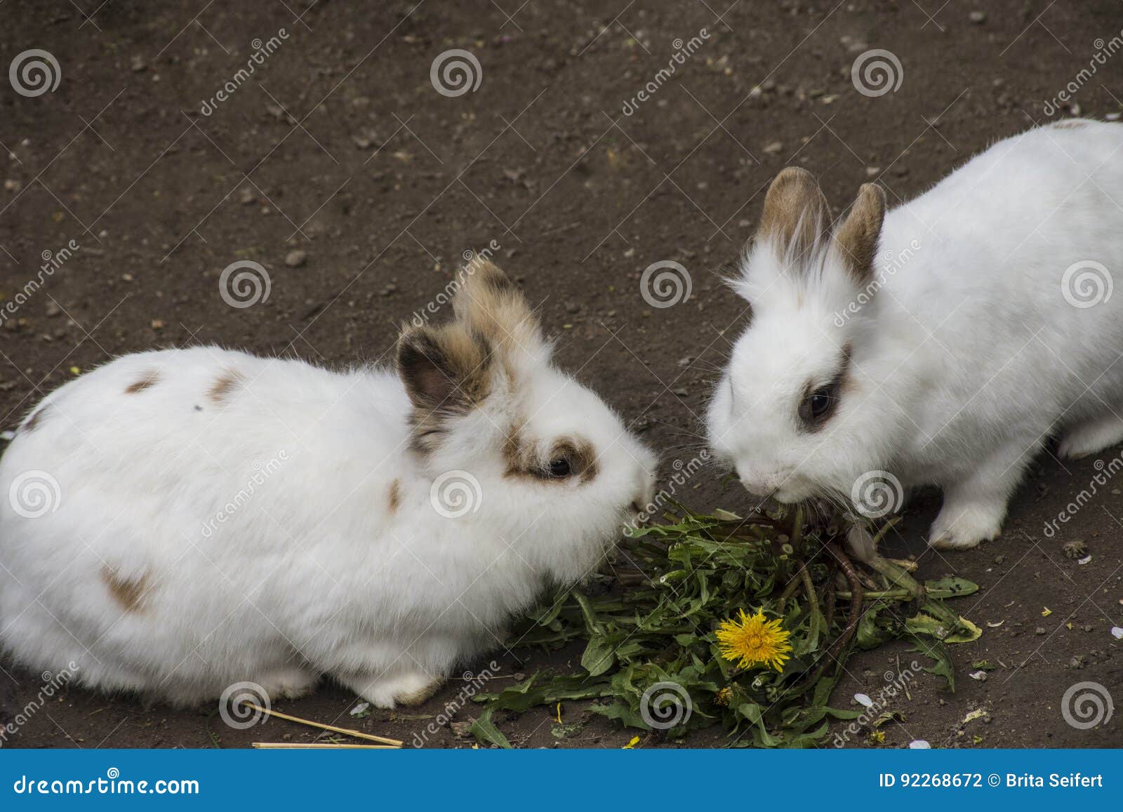 White Rabbits Eating in the Zoo Stock Photo - Image of furry, small ...