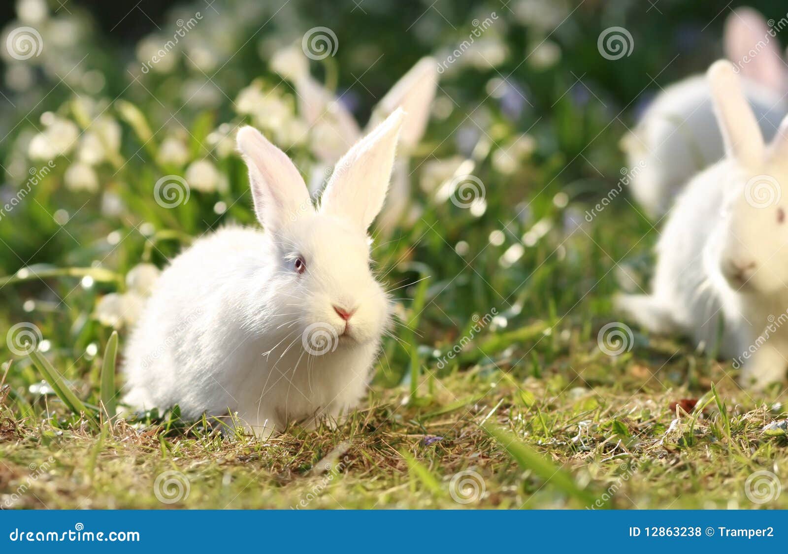 White Rabbits on Green Meadow Stock Photo - Image of grass, blossom ...