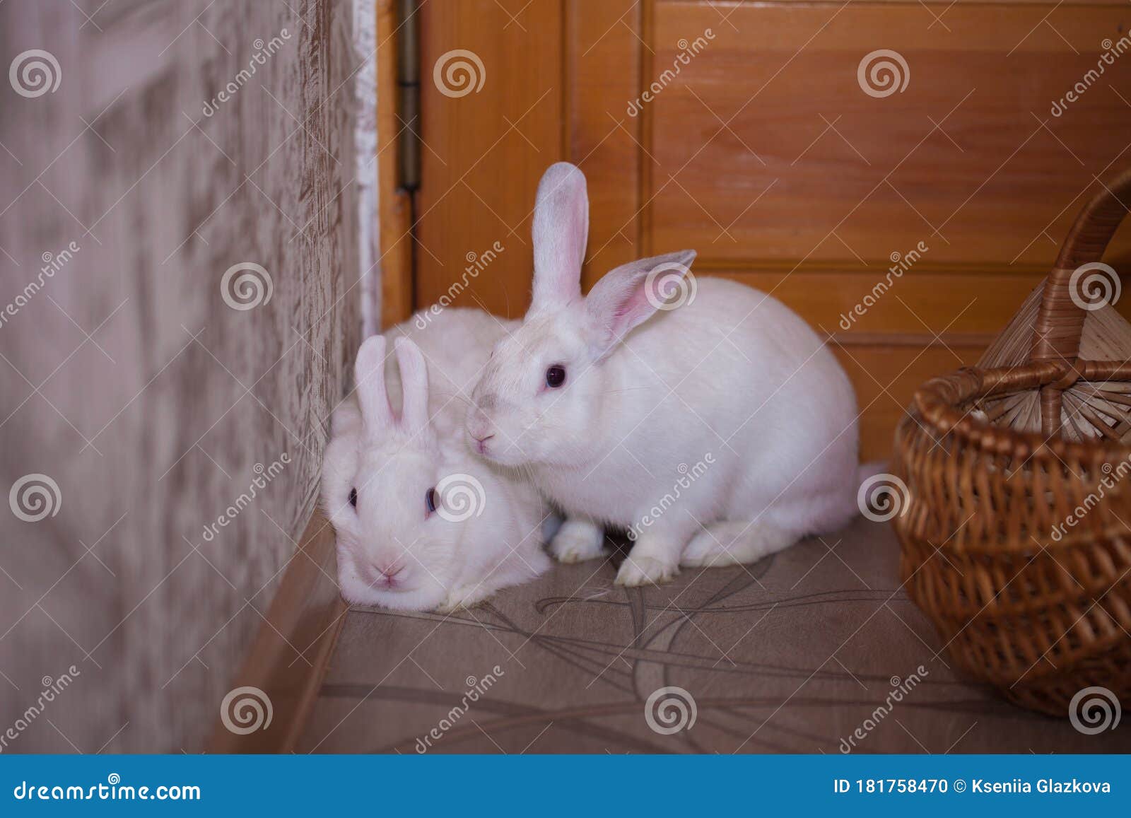 White Rabbits with Long Ears. Rabbit Stock Photo - Image of beautiful ...
