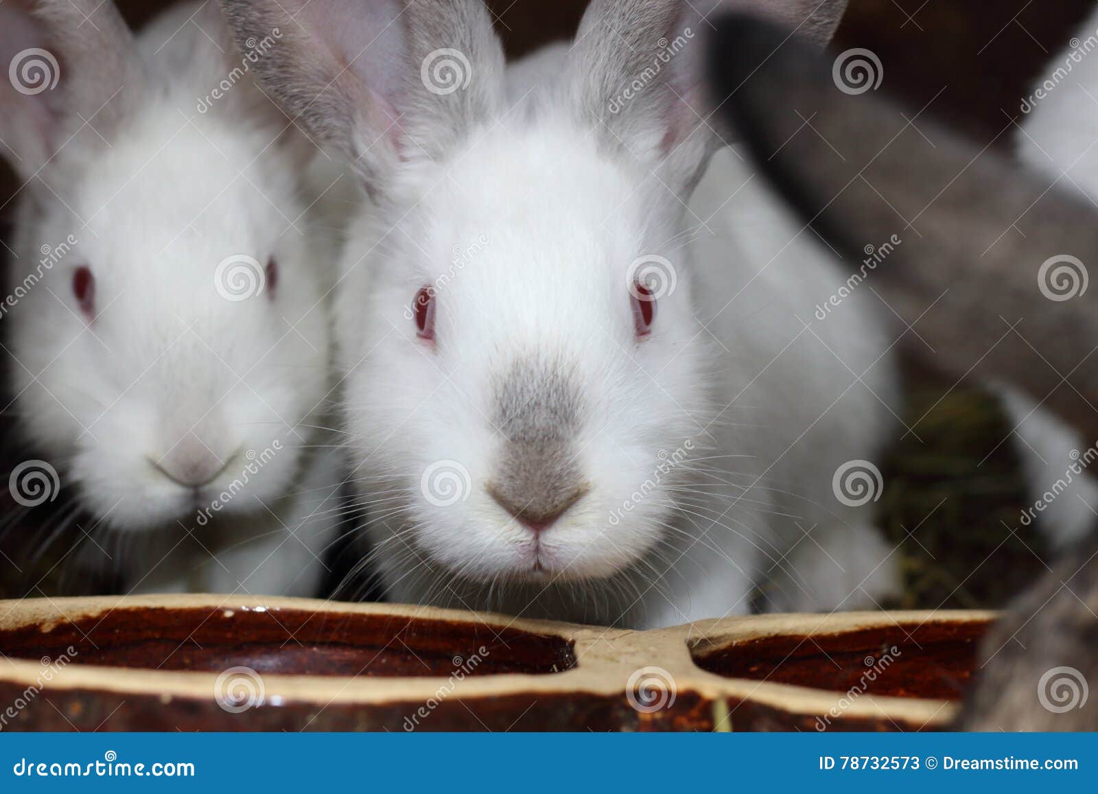White rabbits stock image. Image of feeding, white, stare - 78732573