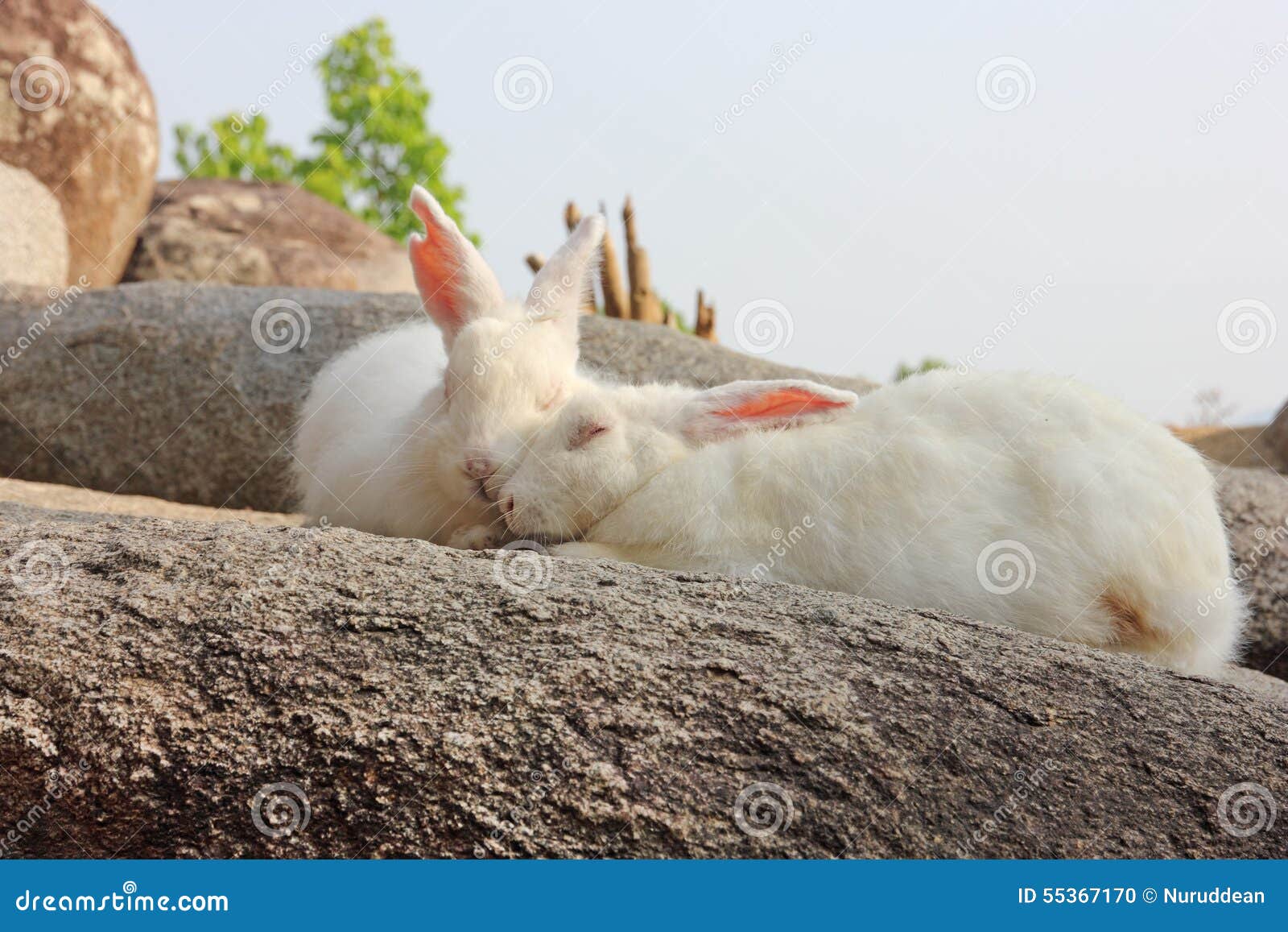 White rabbits on the rock stock photo. Image of sleep - 55367170