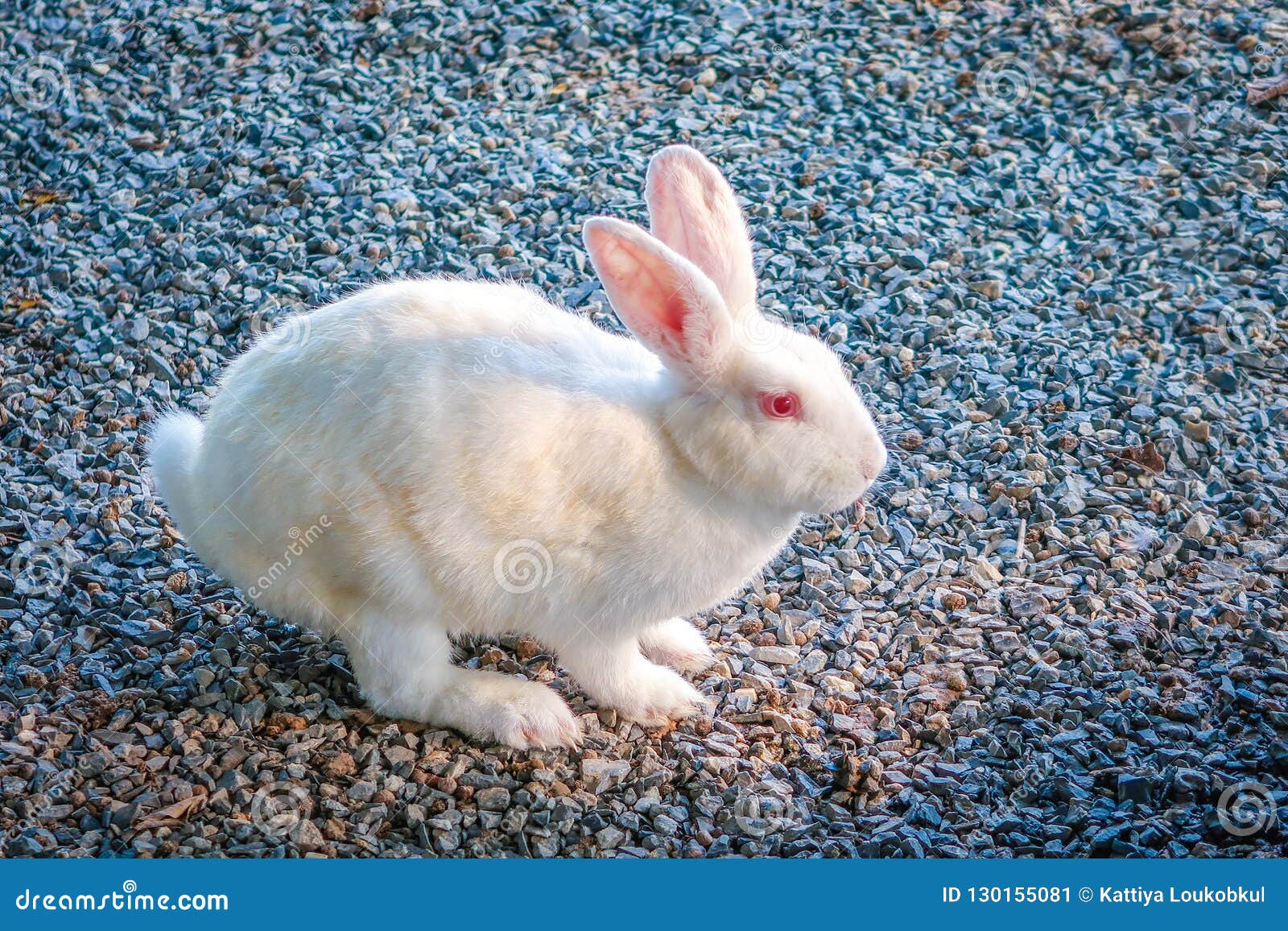 White Rabbits on Stone Ground Stock Image - Image of stone, cute: 130155081