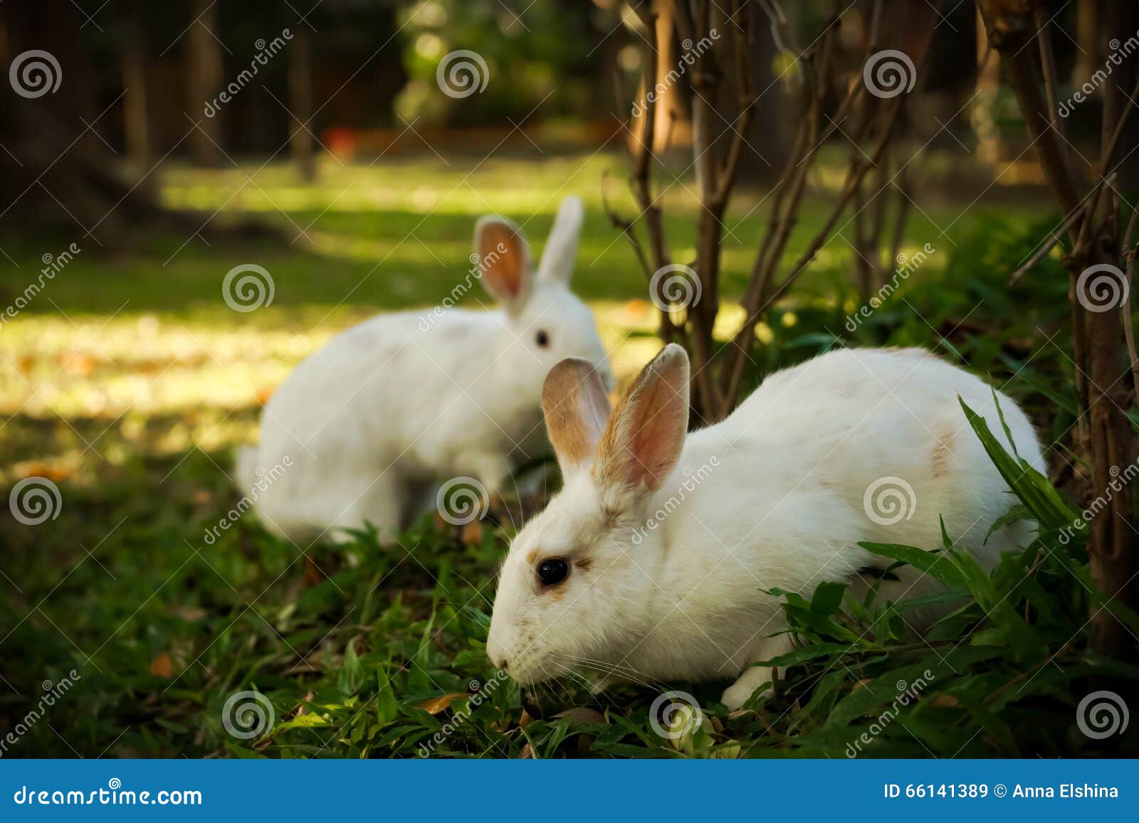 White Rabbits is Walking in the Forest Stock Image - Image of beautiful ...
