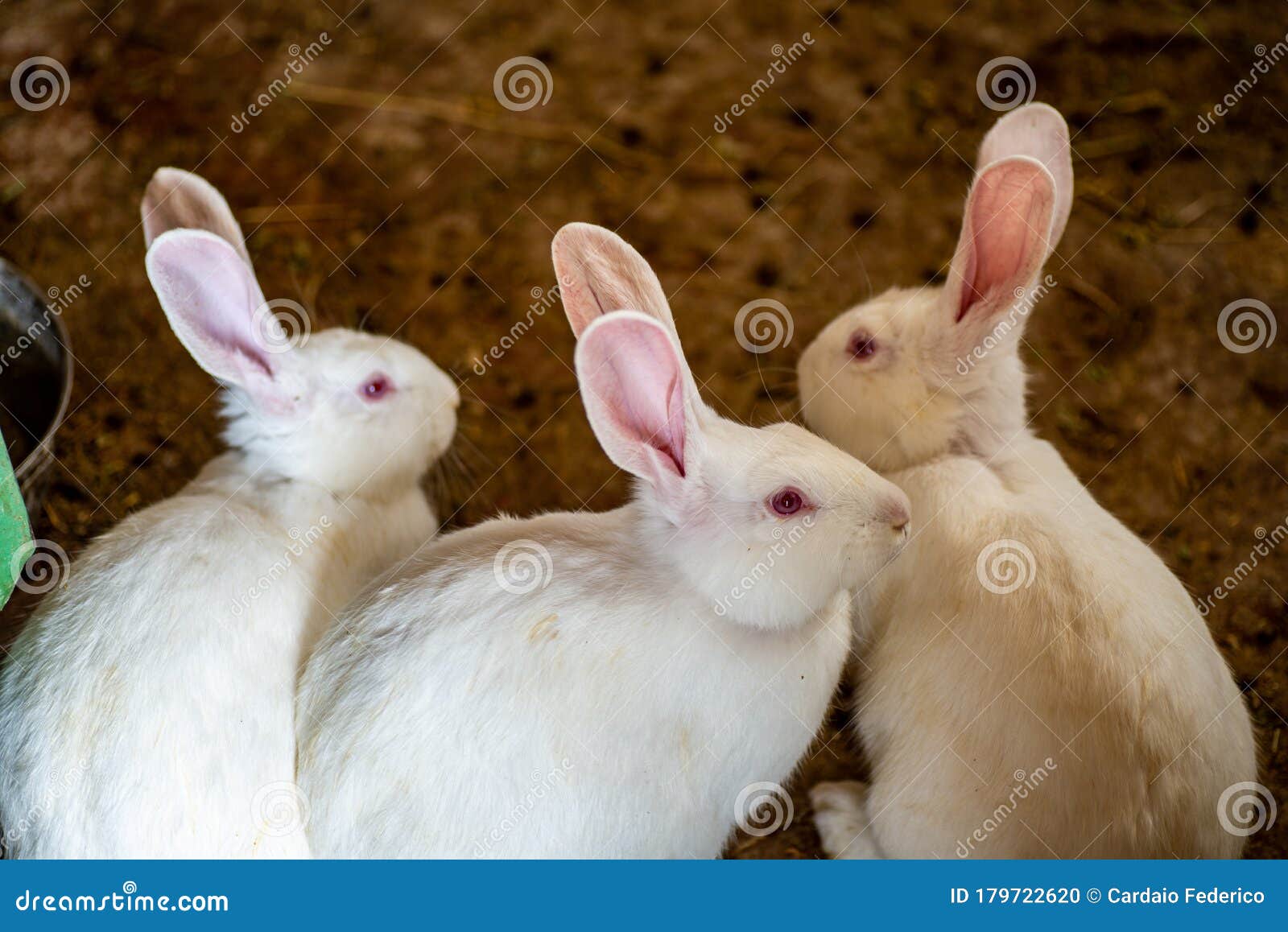 White rabbits stock photo. Image of animal, bunny, breed - 179722620