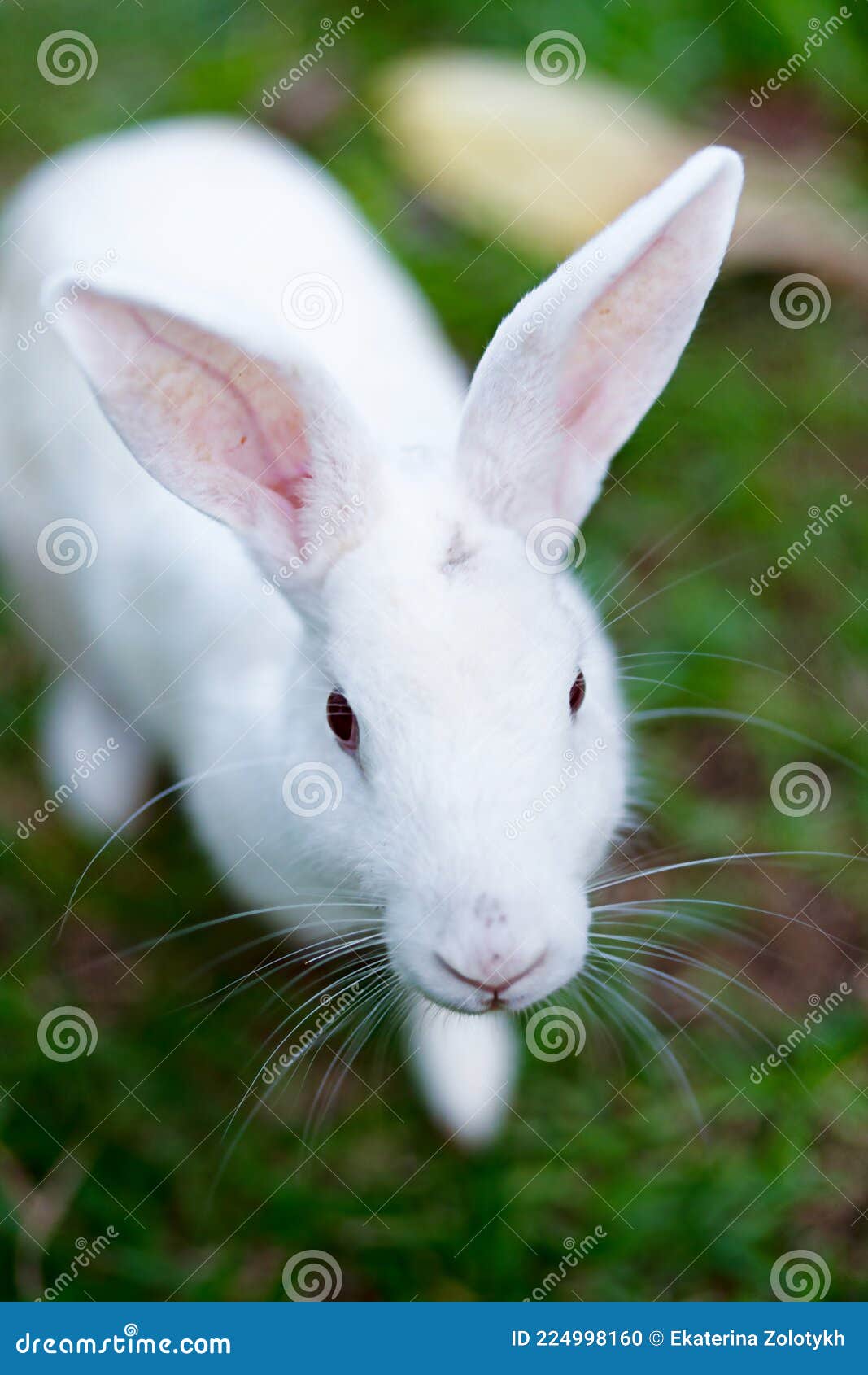 White Rabit on a Green Grass Stock Photo - Image of ears, grass: 224998160