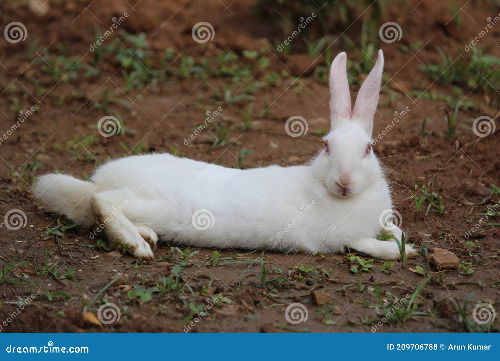 White rabit stock photo. Image of rest, puppy, wildlife - 209706788