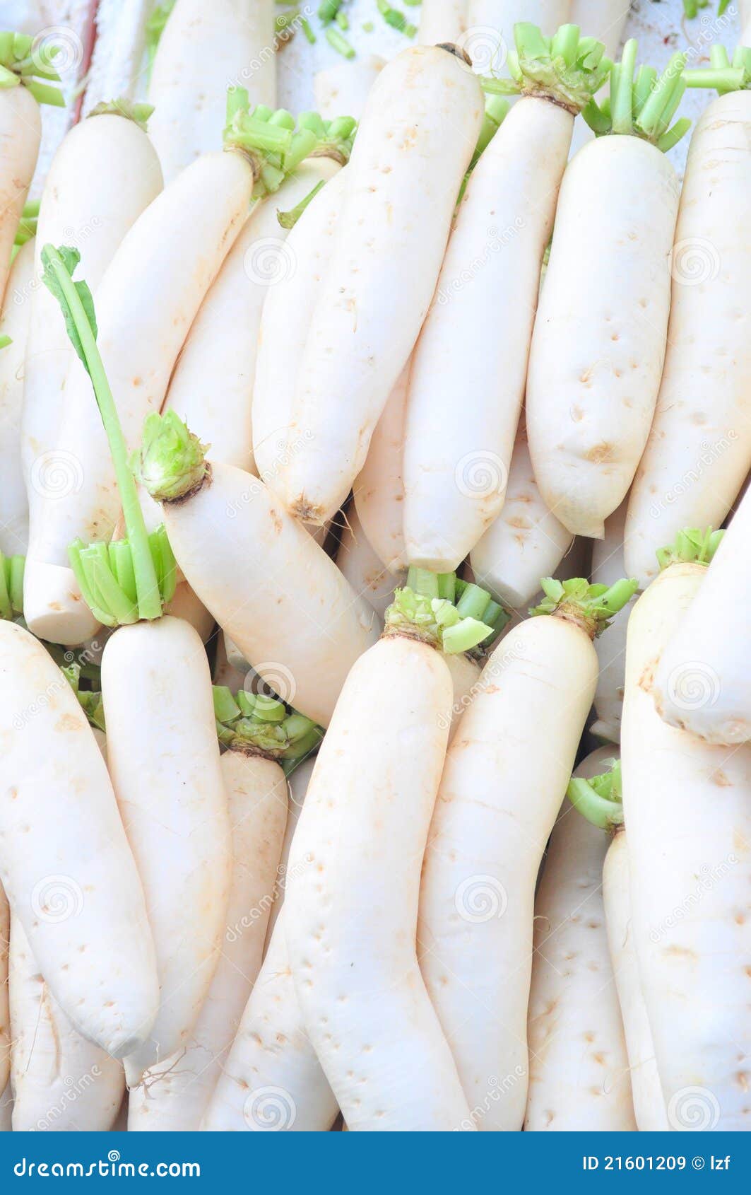 White raddish stock image. Image of radishes, turnip - 21601209