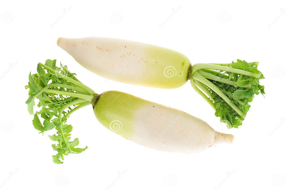 White Radish stock image. Image of roots, plant, ground - 19906689
