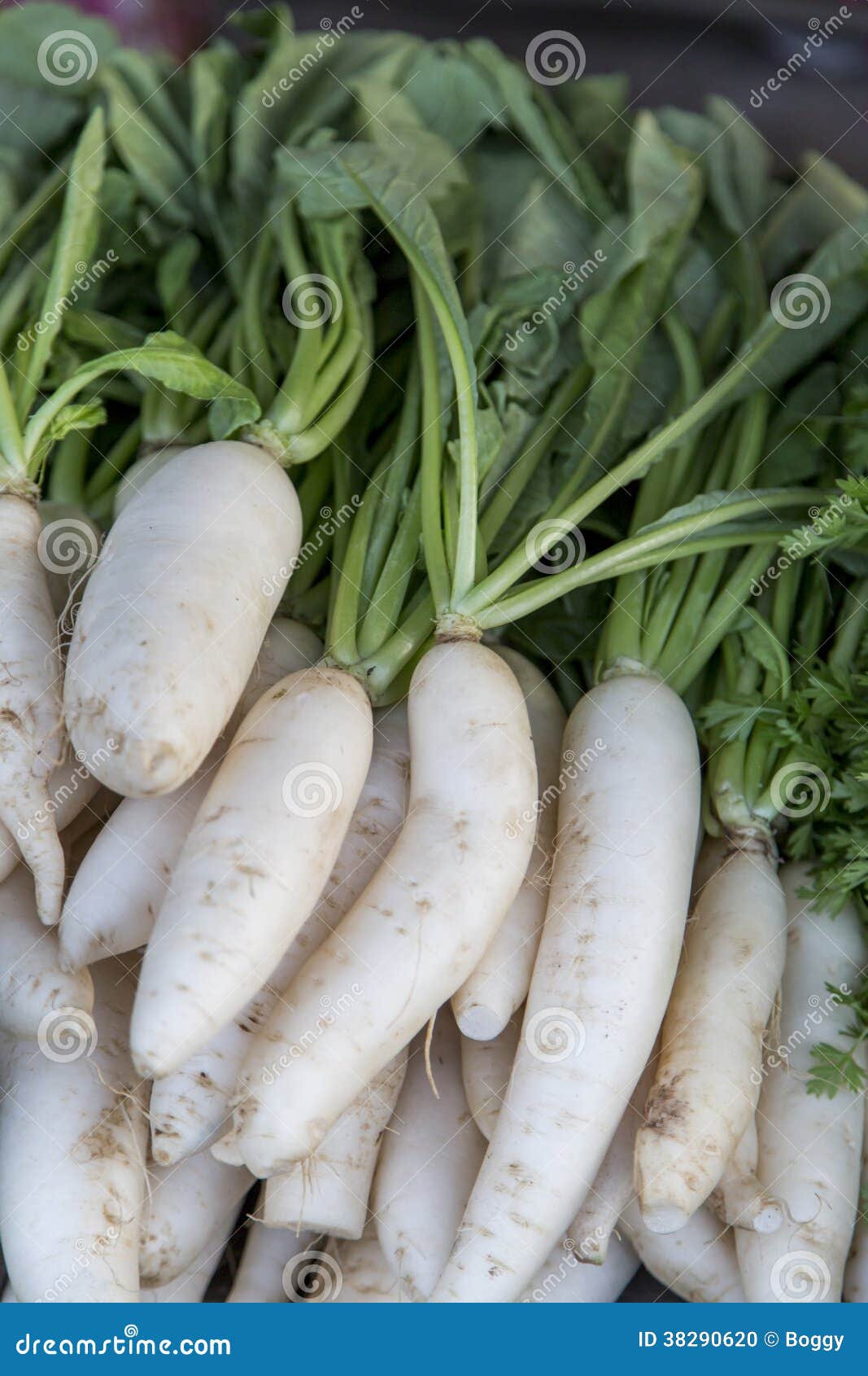 White radish stock photo. Image of market, freshness - 38290620