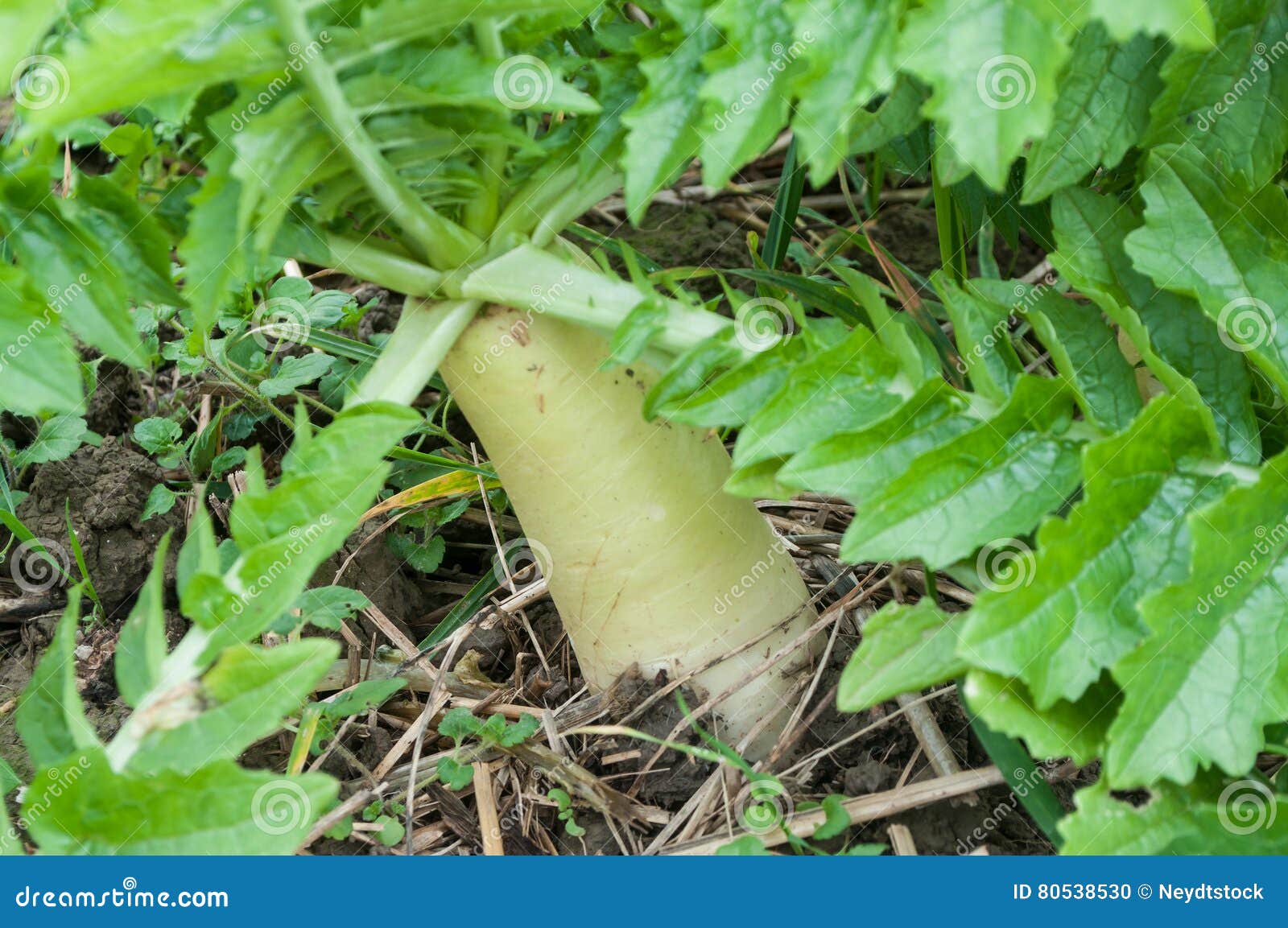 White radish in a field stock photo. Image of garden - 80538530