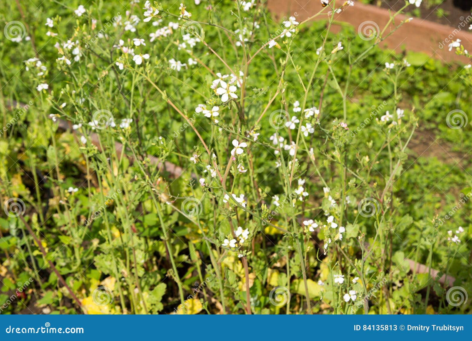 White Radish Flowers in Garden Closeup Stock Image - Image of green ...