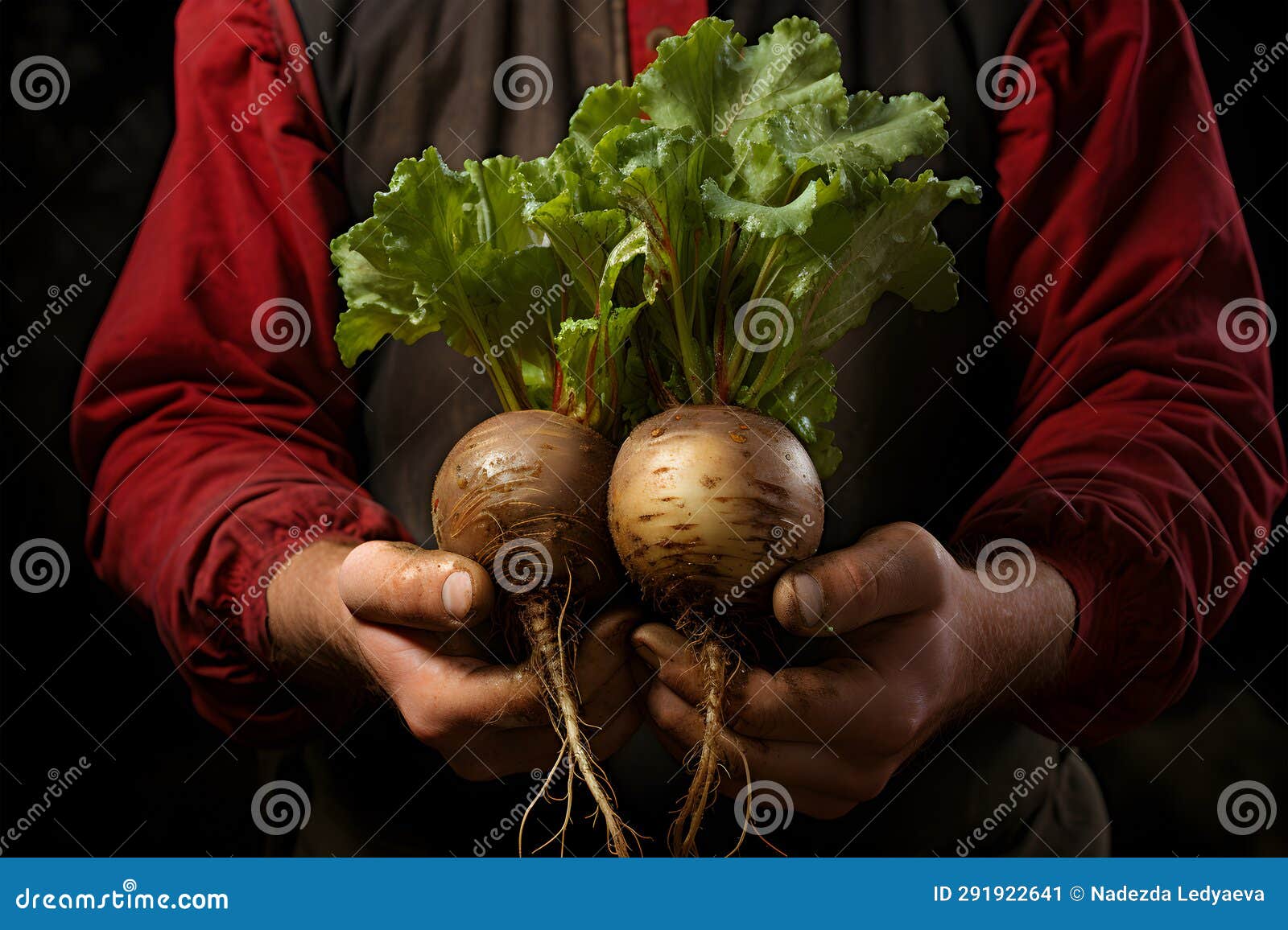 White Radish in Hand at Farm Field. Stock Image - Image of diet ...