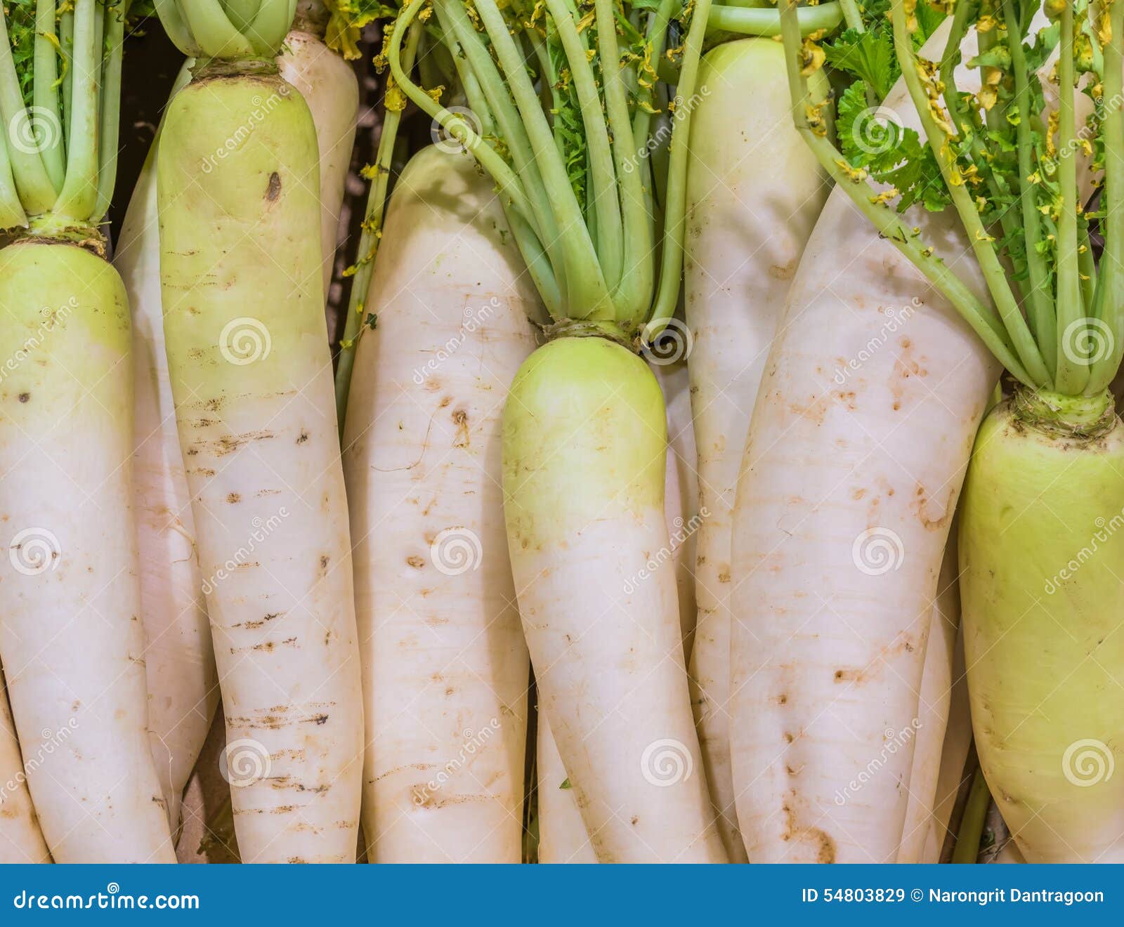 White radish stock image. Image of japanese, diet, organic - 54803829