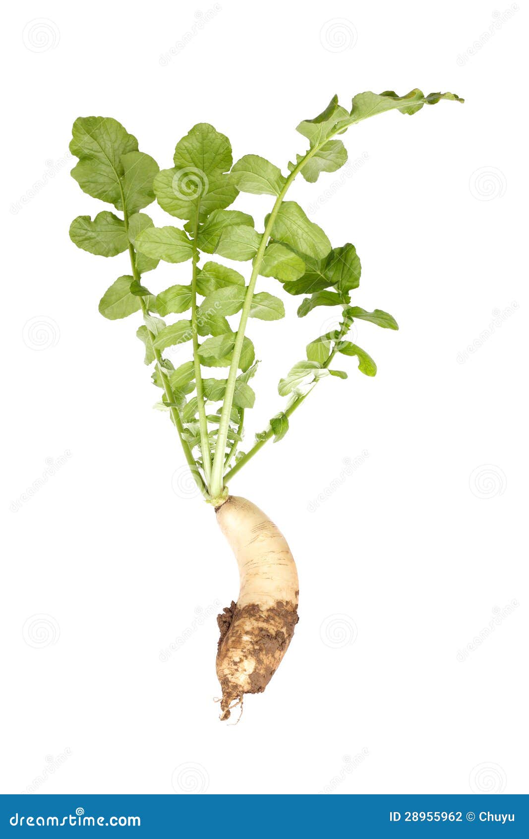 White radish isolated stock photo. Image of green, organic - 28955962