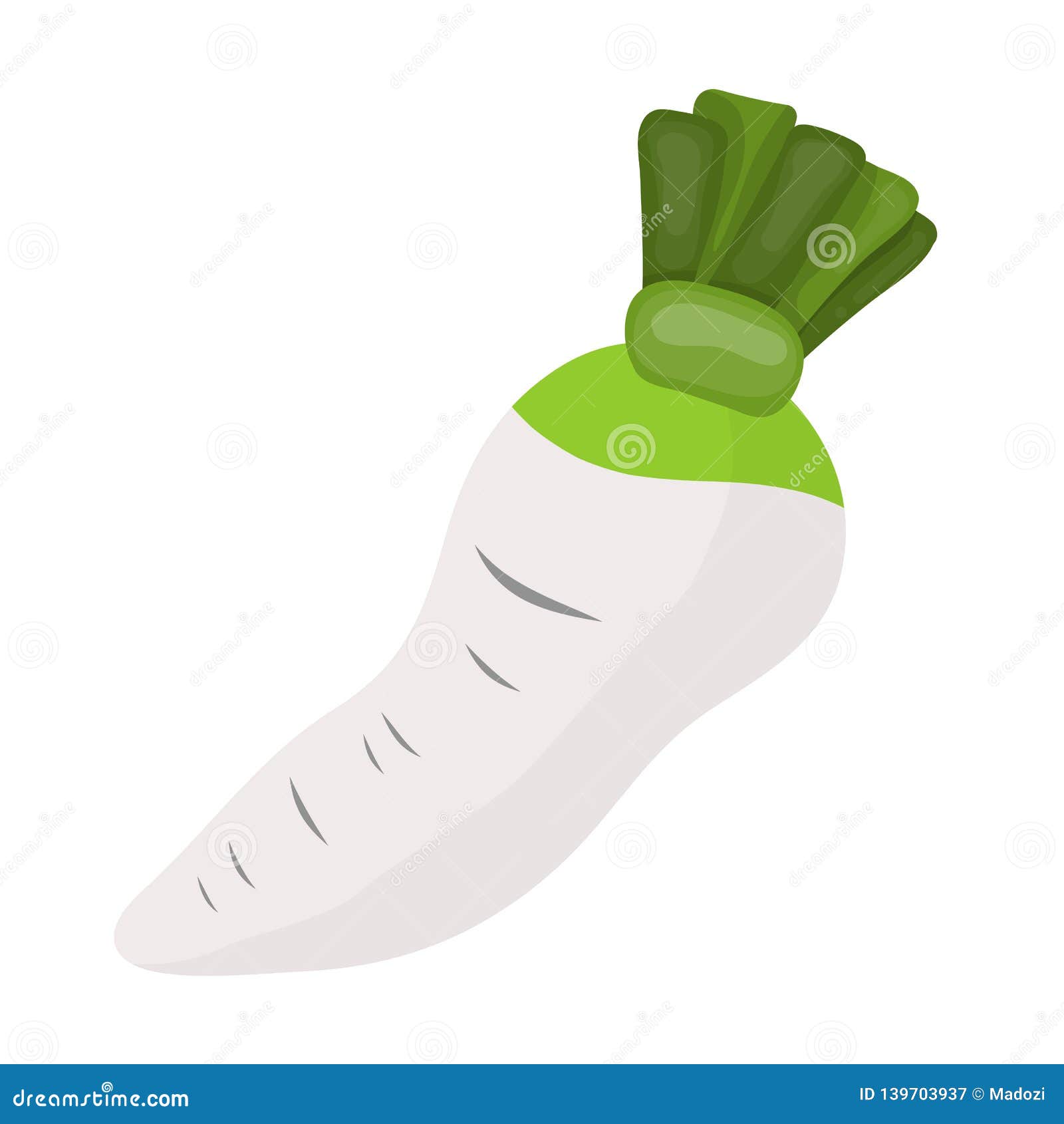 White Radish Isolated Illustration Stock Vector - Illustration of ...